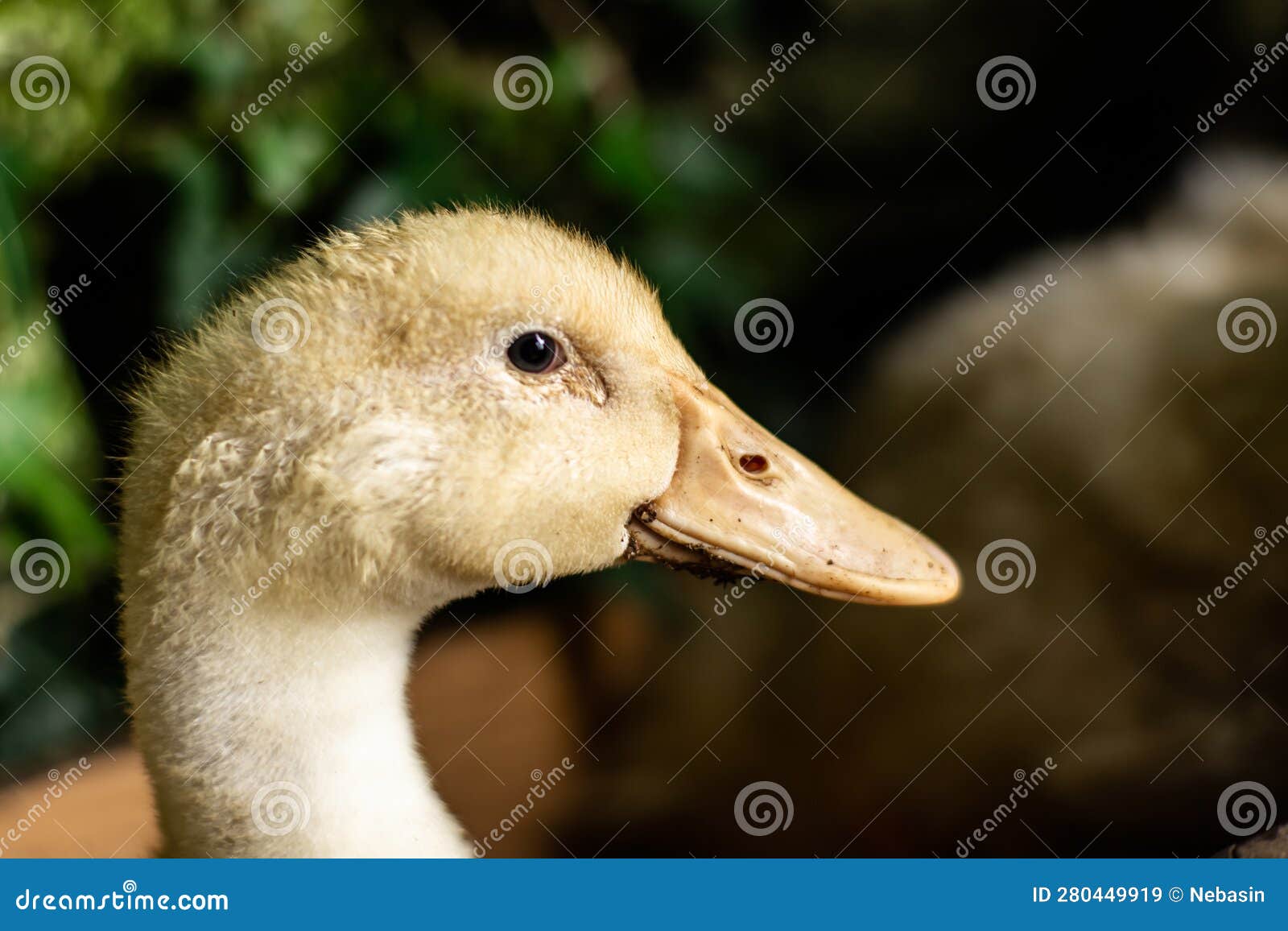 Portrait of a Yellow Duckling Head. Young Duck Brood Stock Image ...
