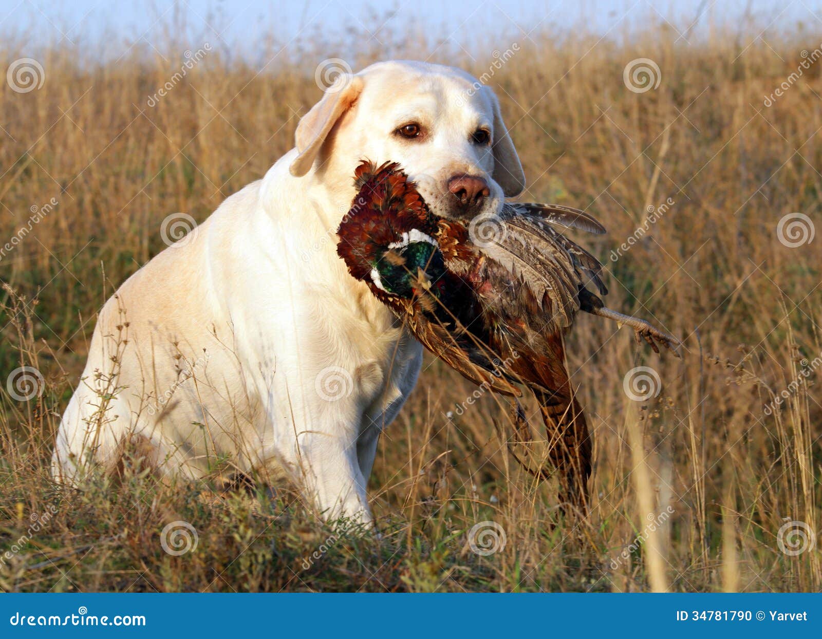Portrait of Yellow Labrador with Pheasant Stock Photo - Image of grace ...