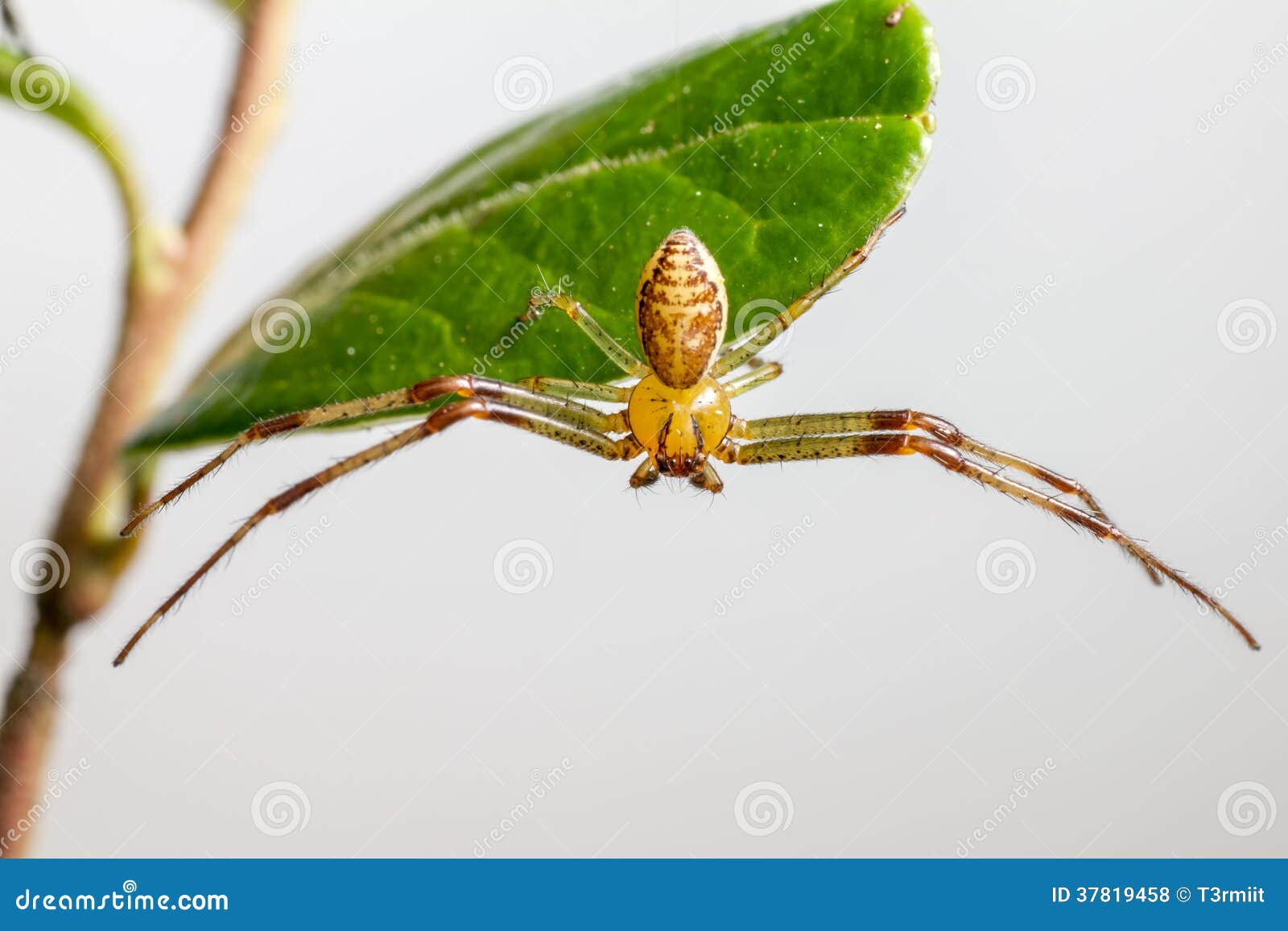 Sleeping Spider Royalty-Free Stock Photography | CartoonDealer.com ...
