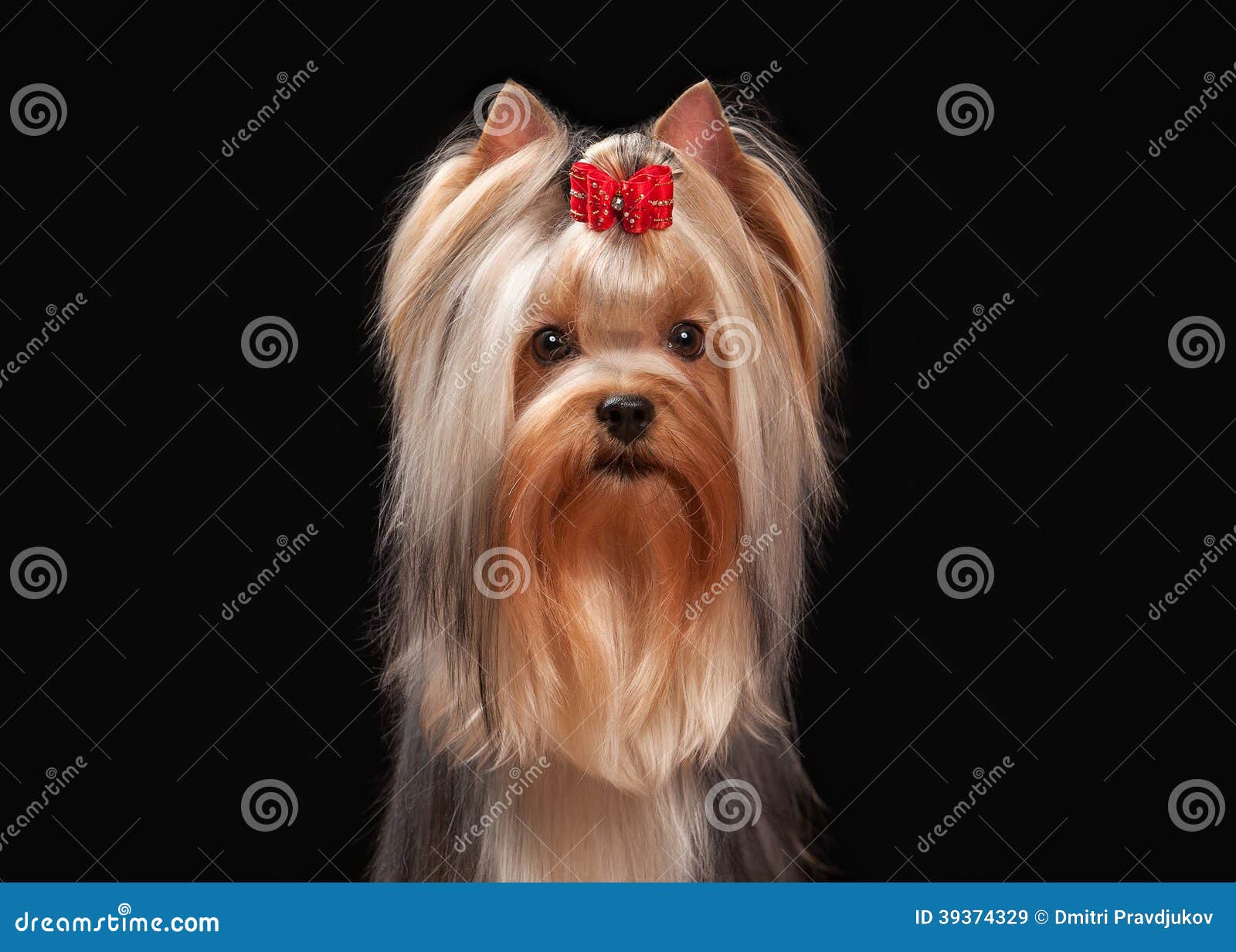Portrait Yorkie Puppy on Black Background Stock Image - Image of ...