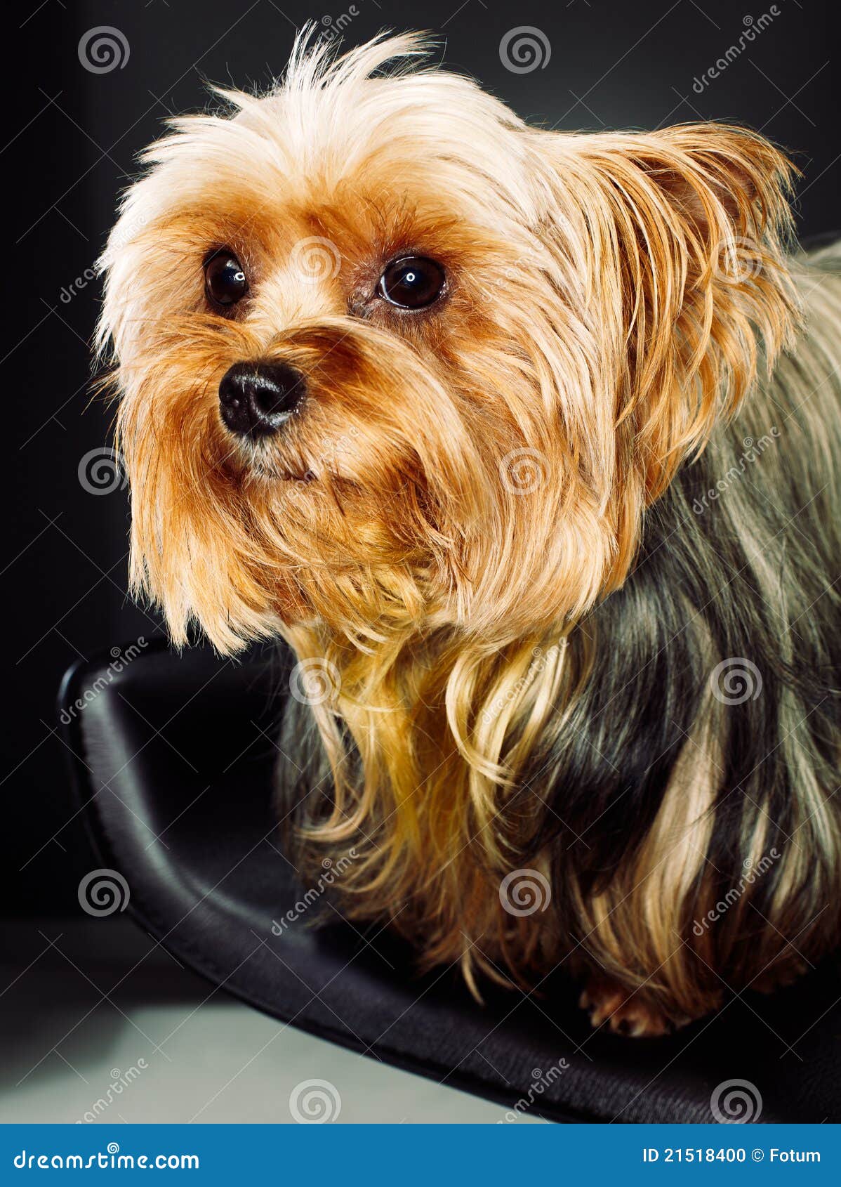 Portrait of a Yorkshire Terrier Stock Photo - Image of head, animal ...