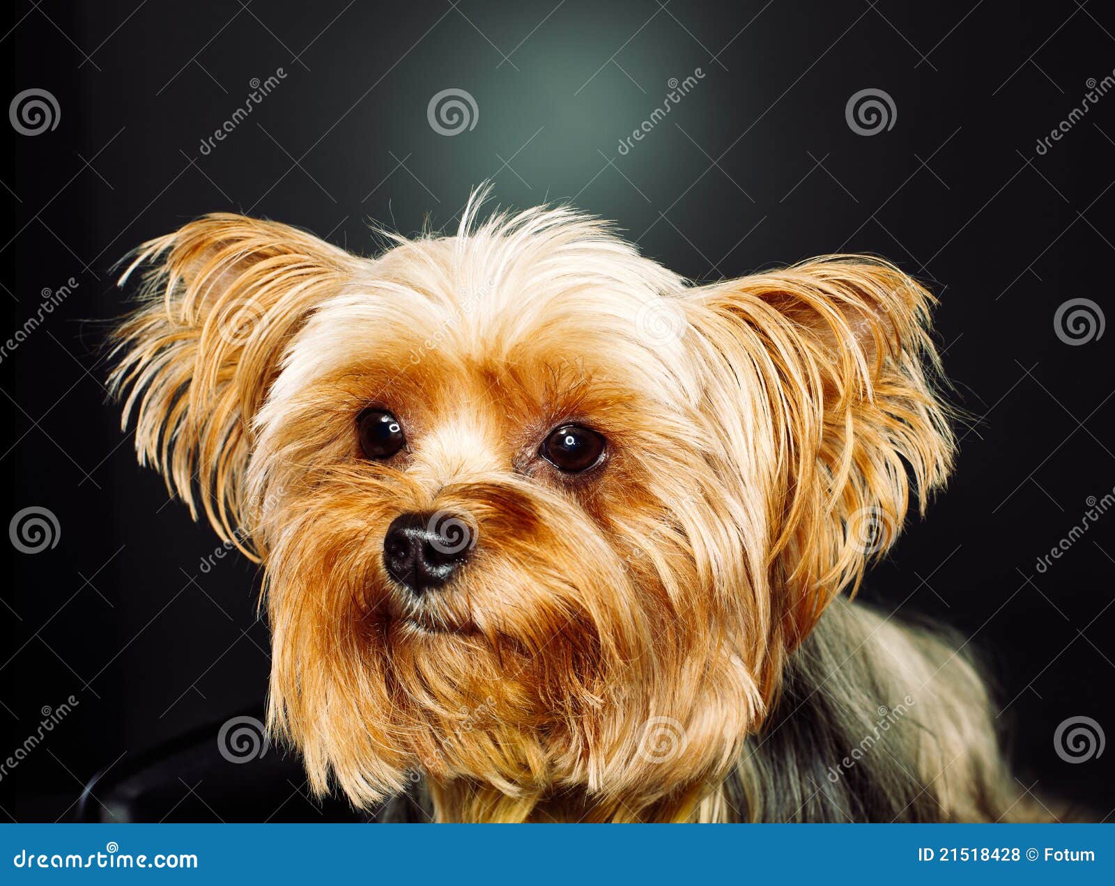 Portrait of a Yorkshire Terrier Stock Photo - Image of color, hair ...