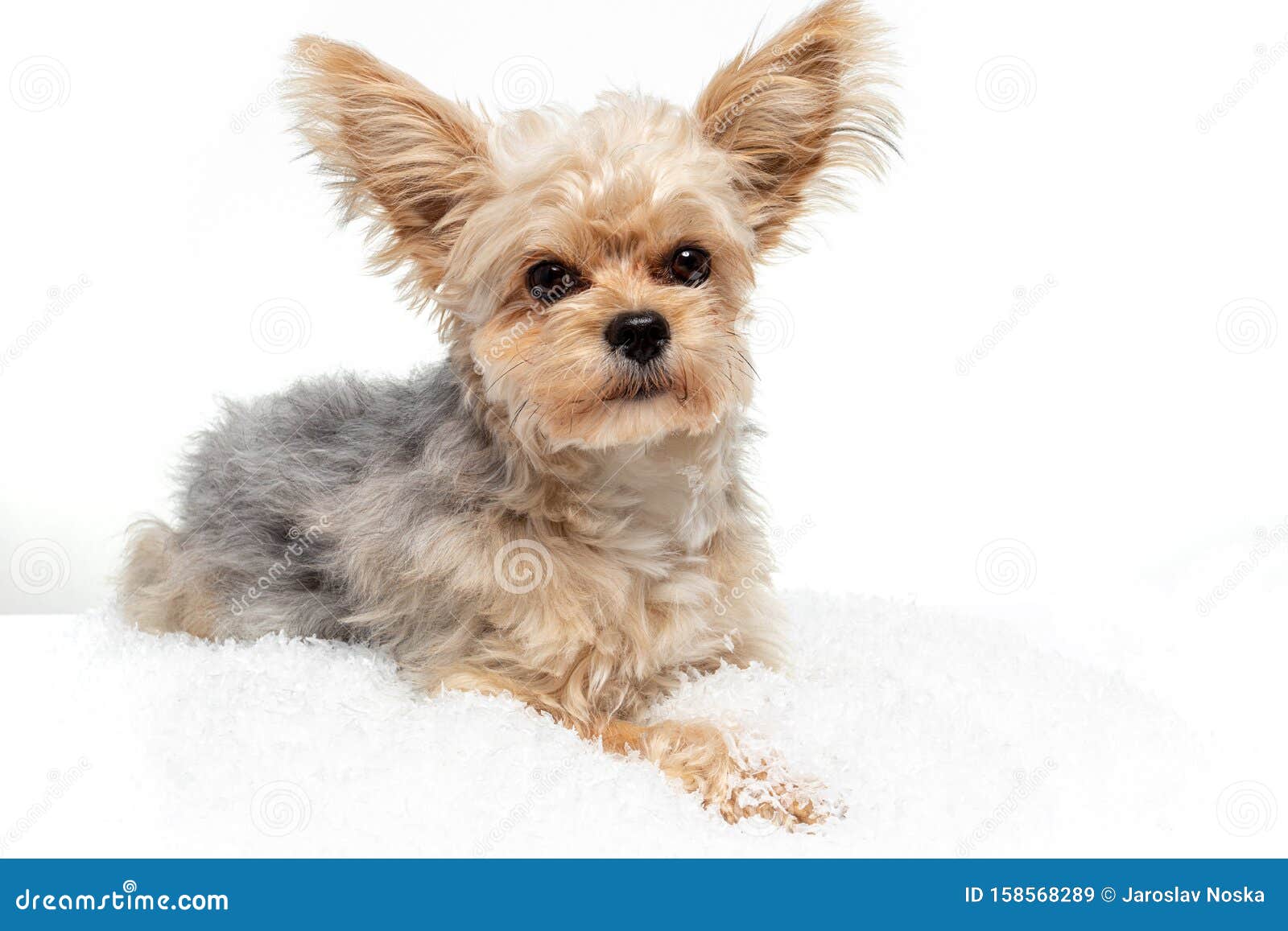 Portrait of a Yorkshire Terrier Beaver Lying on the Snow Stock Image ...