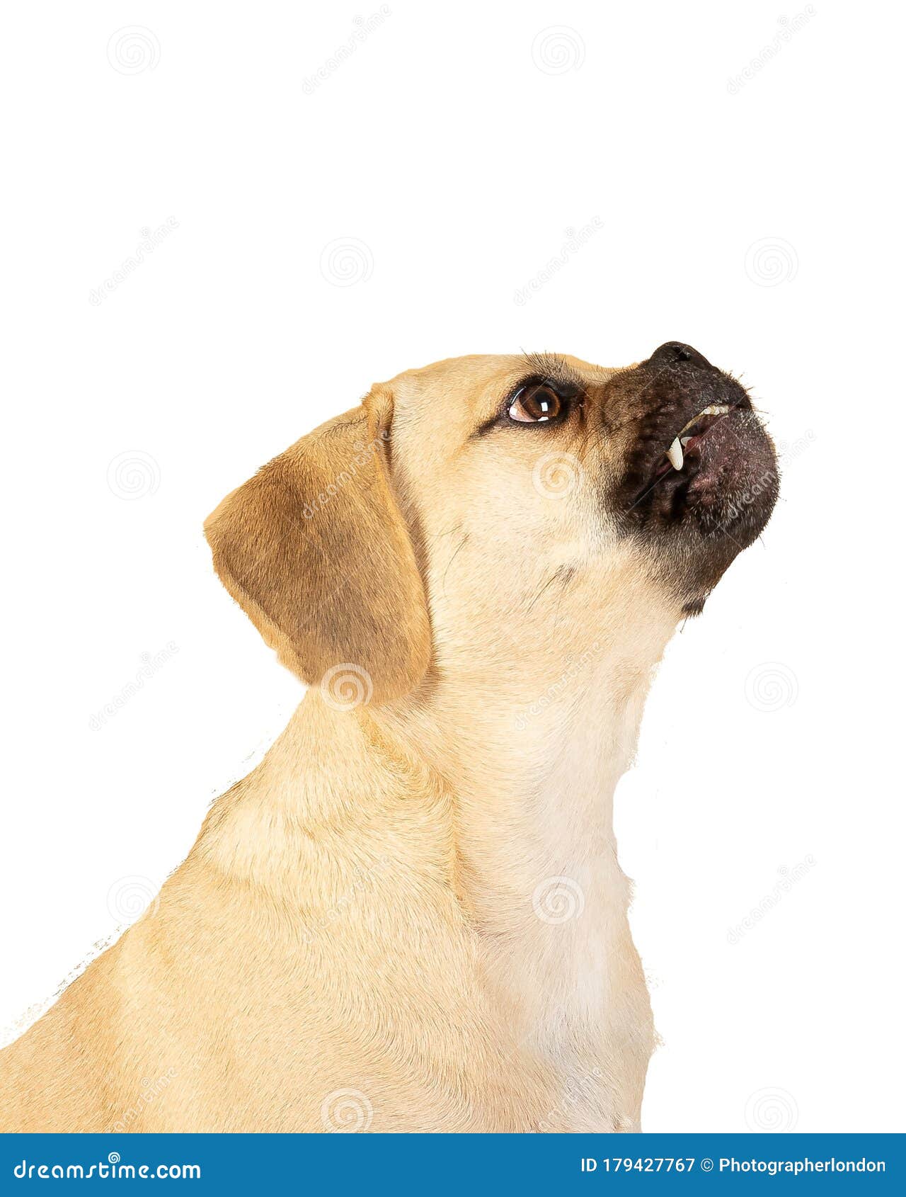 Portrait of Young Adorable Brave Puggle Stock Image - Image of dogs ...