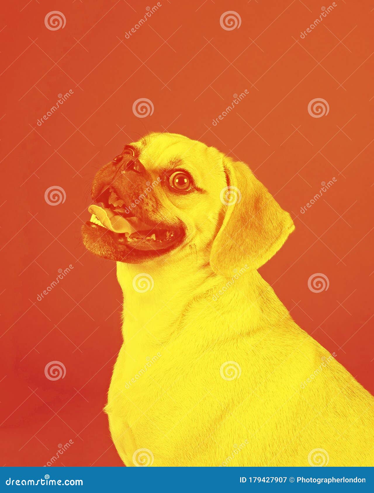 Portrait of Young Adorable Happy Puggle Stock Image - Image of looking ...