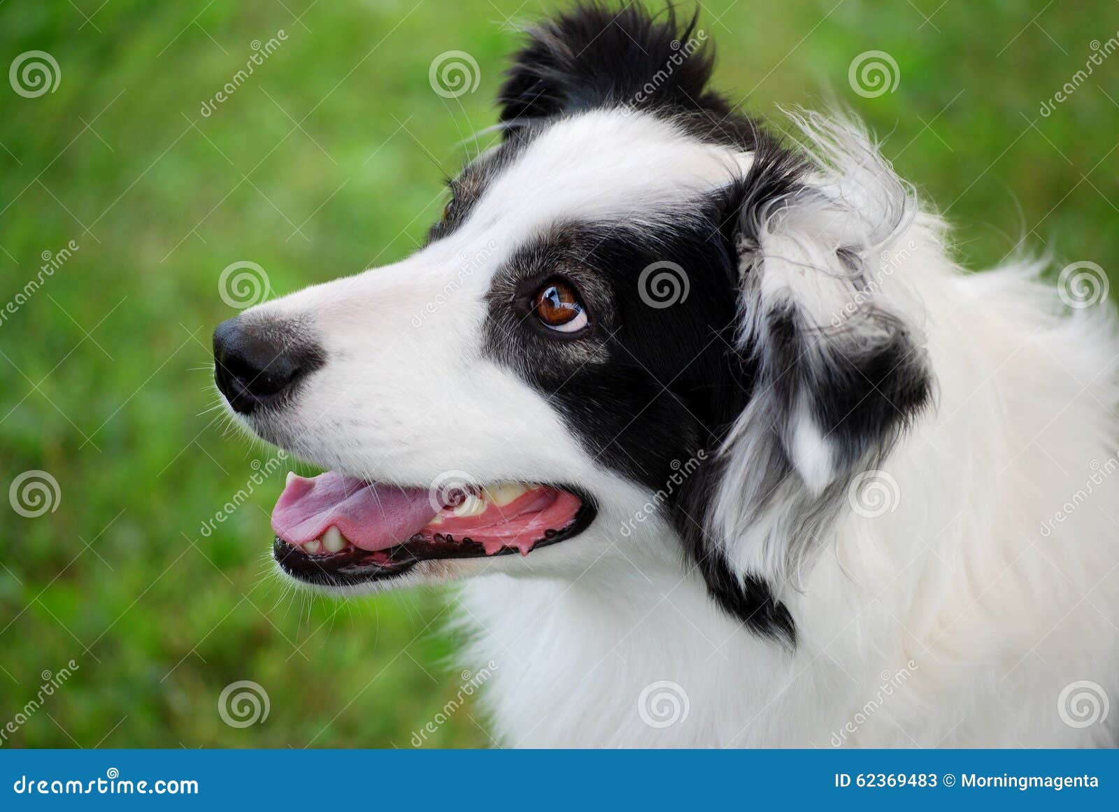 Portrait of a Young Aussie stock image. Image of profile - 62369483