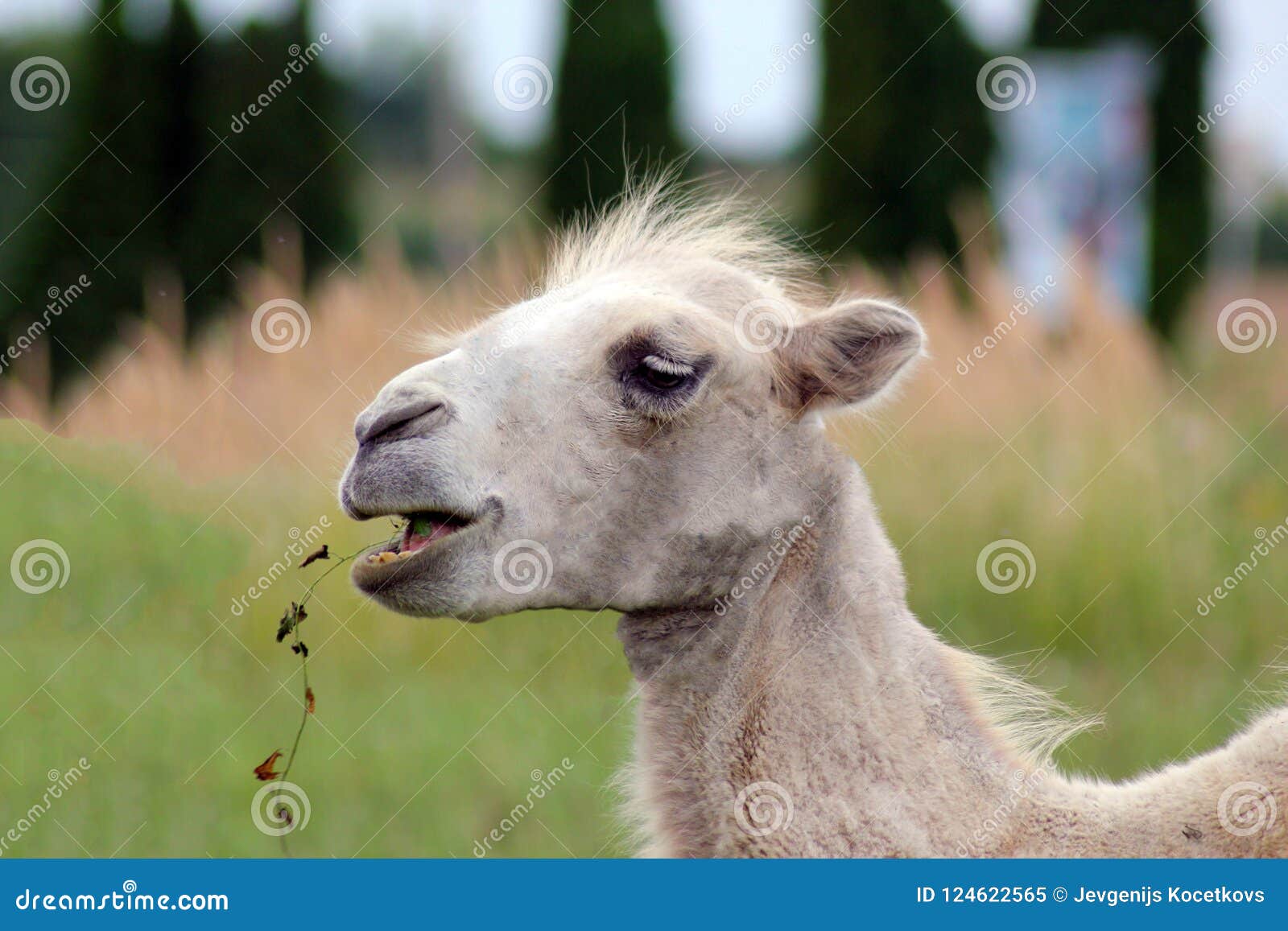 Portrait of Young Bactrian Camel Camelus Bactrianus. Stock Image ... Portrait of Young Bactrian Camel Camelus Bactrianus. Stock Image ...