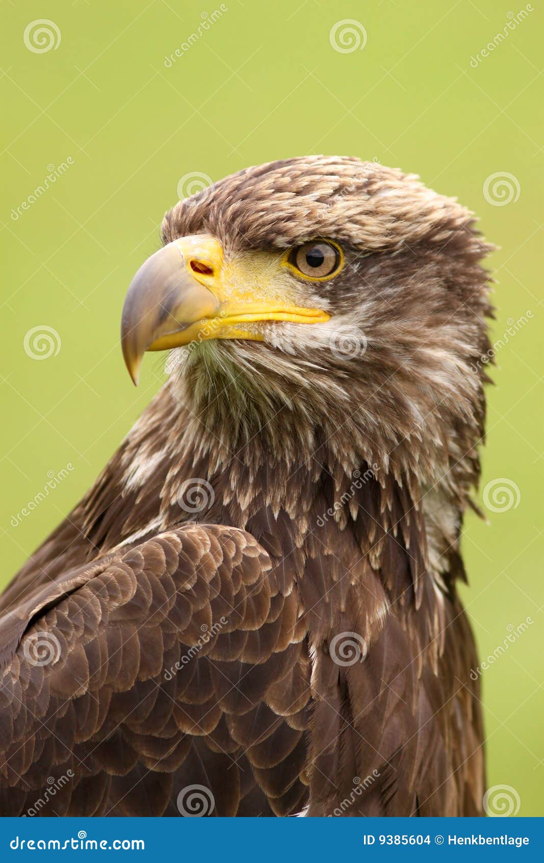 Portrait of a Young Bald Eagle Stock Photo - Image of eagle, white: 9385604