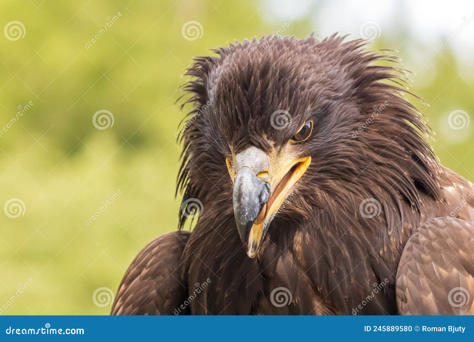 Portrait of a Young Bald Eagle with an Open Beak Stock Photo - Image of ...