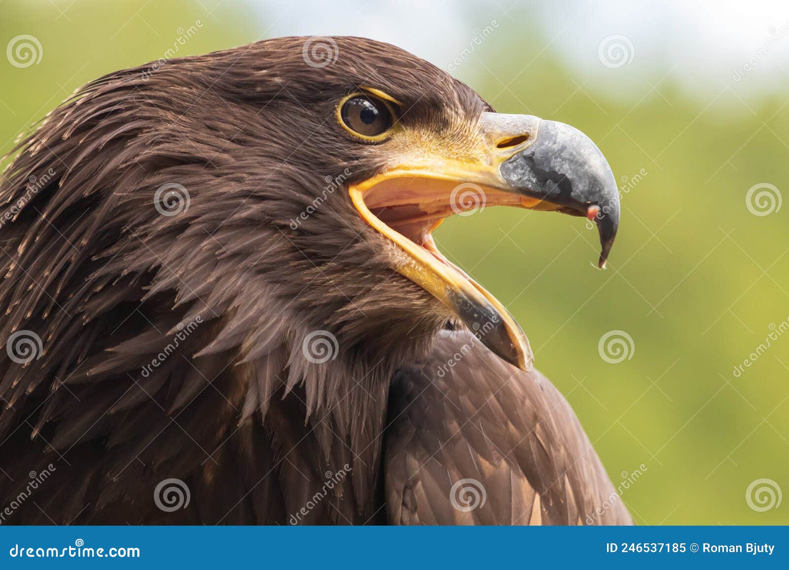 Portrait of a Young Bald Eagle with an Open Beak Stock Image - Image of ...