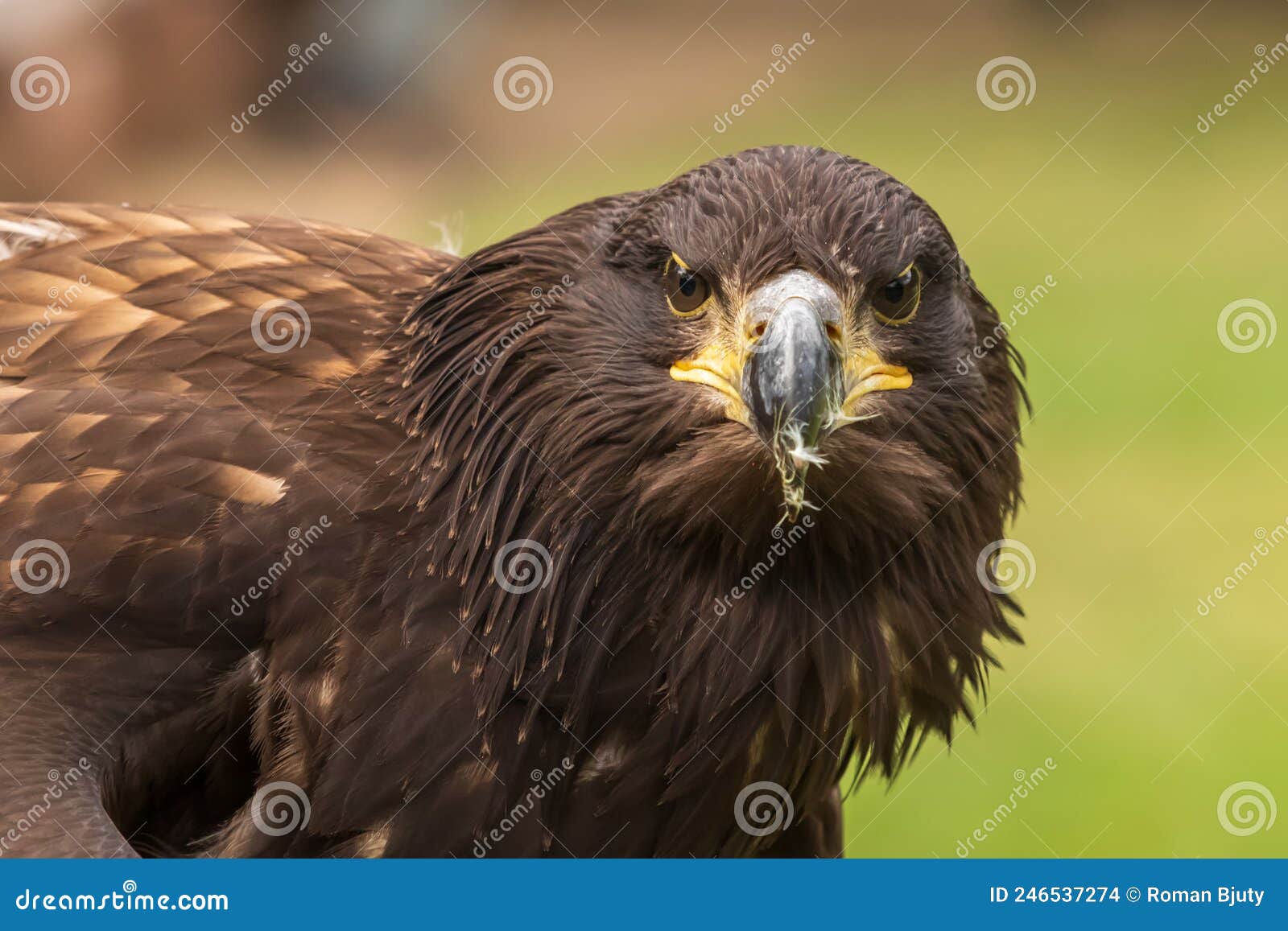 Portrait of a Young Bald Eagle with an Open Beak Stock Photo - Image of ...
