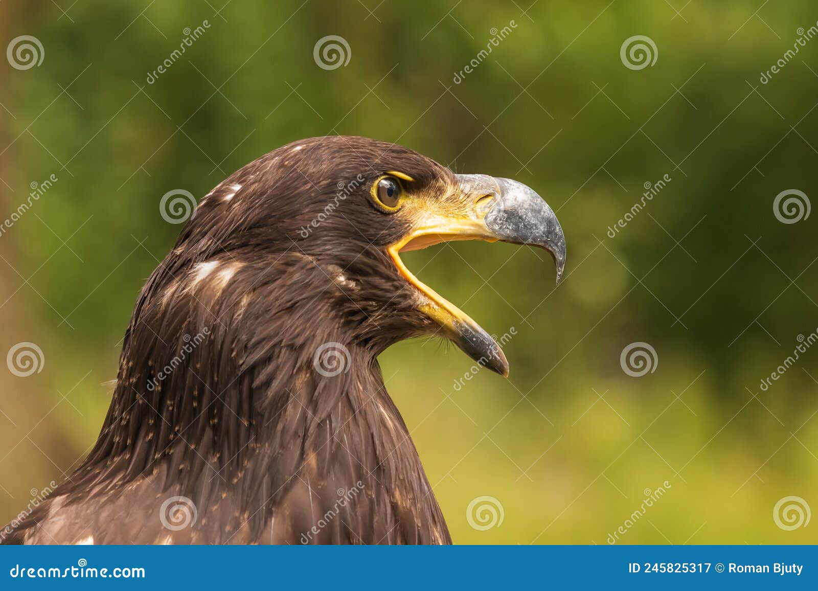 Portrait of a Young Bald Eagle with an Open Beak Stock Image - Image of ...
