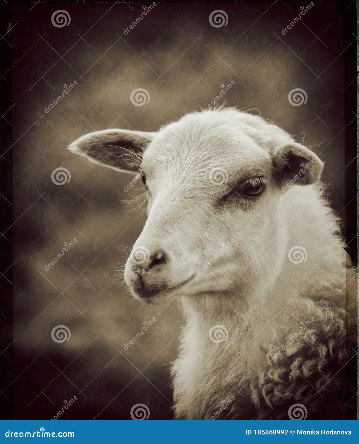 Portrait of a Young Beautiful Sheep. Stock Photo - Image of flock ...