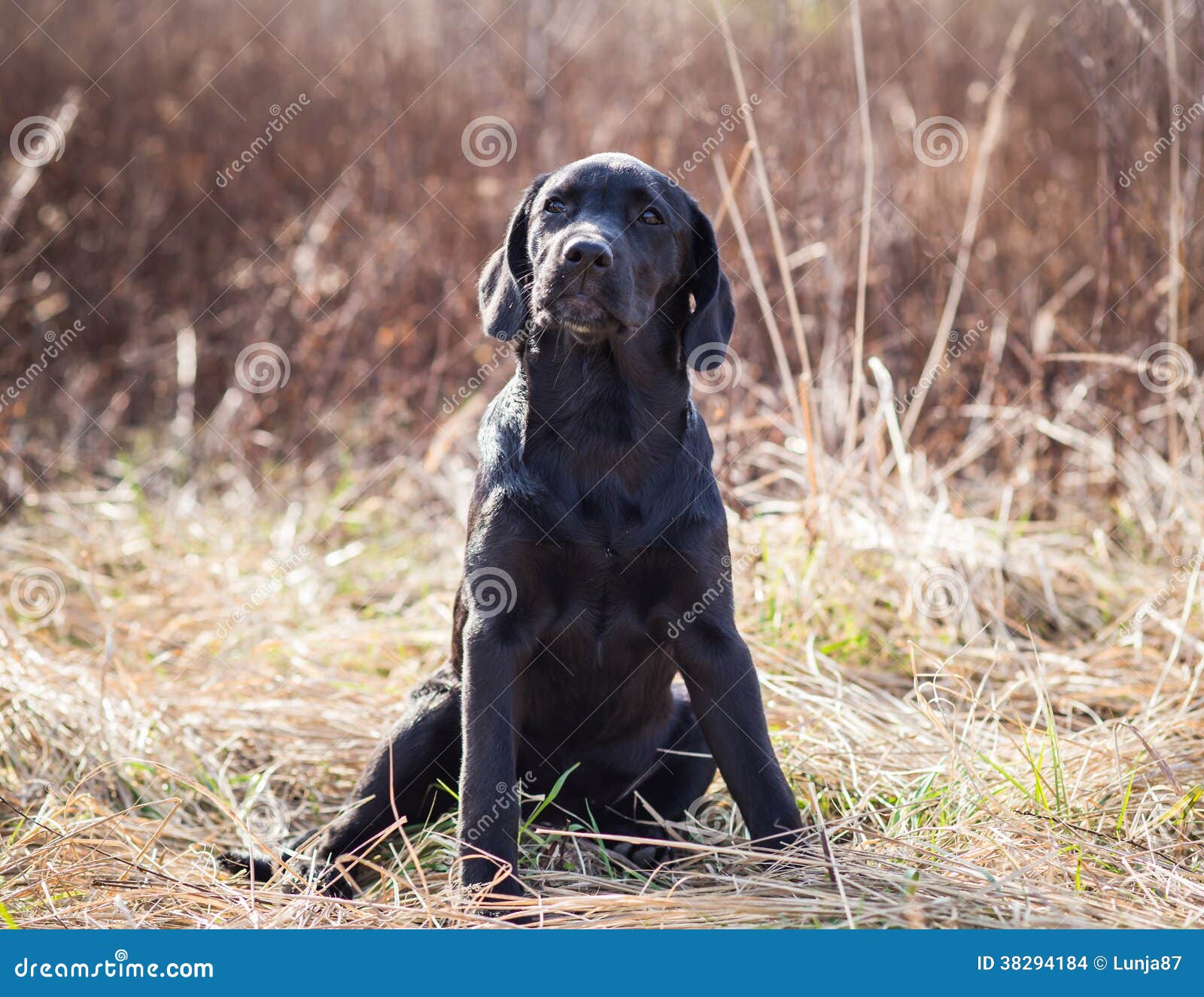 Portrait of a Young Black Labrador Puppy Stock Photo - Image of clever ...