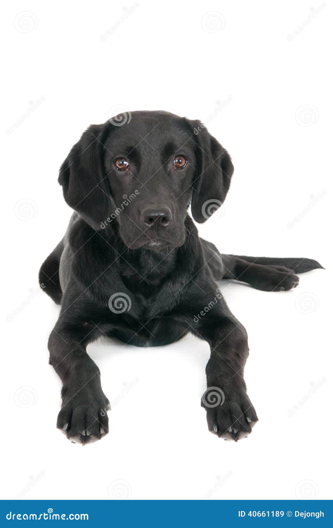 Portrait of a Young Black Labrador Stock Image - Image of obedience ...