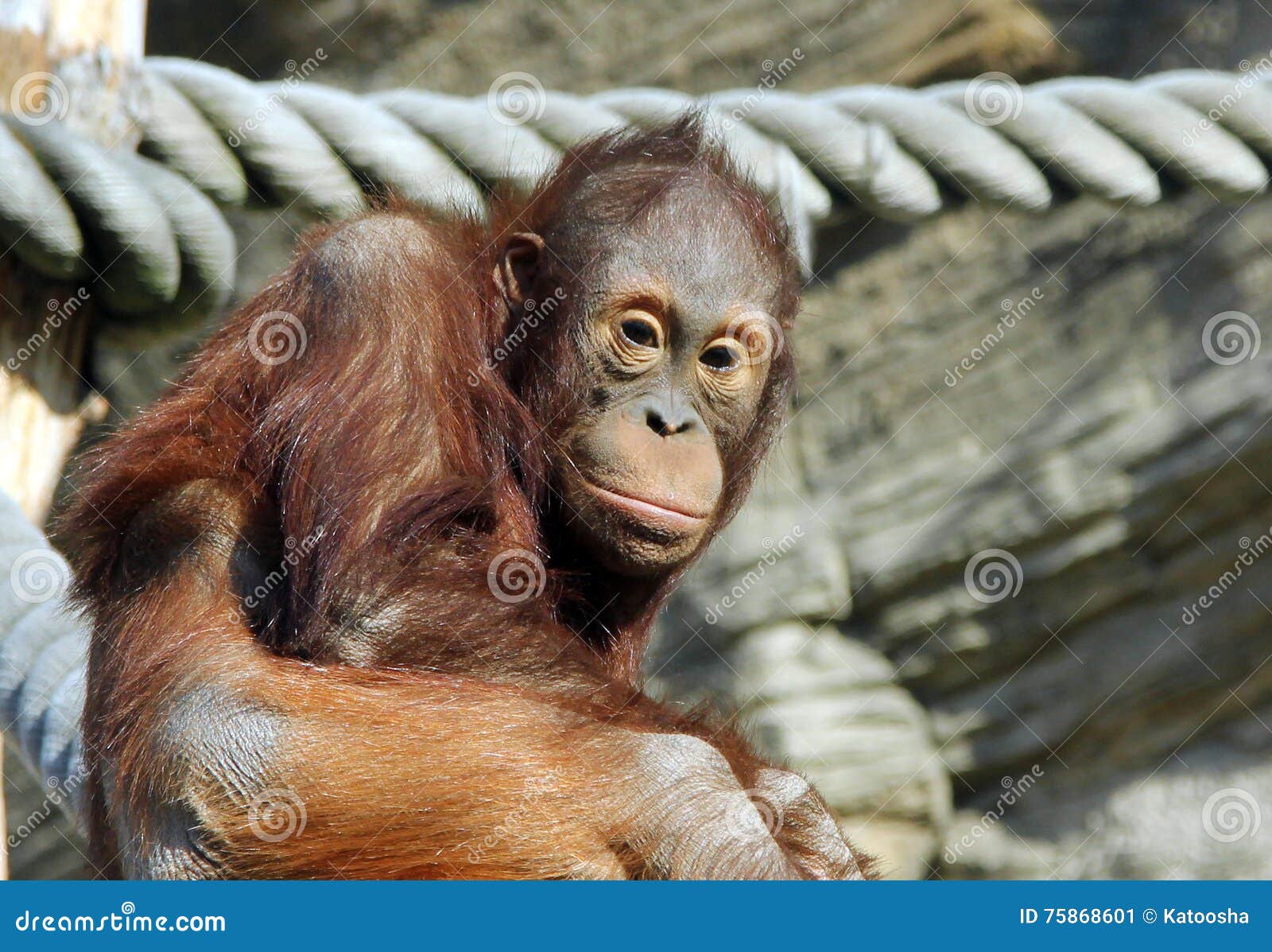 Portrait of Young Bornean Orangutan Pongo Pygmaeus Stock Image - Image ...