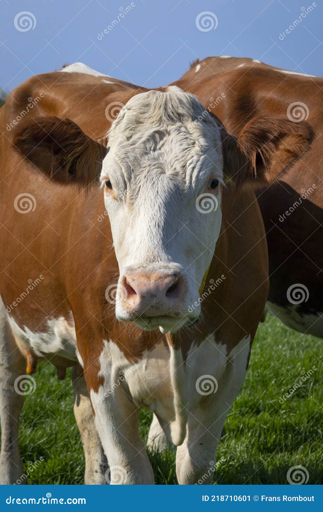 Portrait of a Young Brown Spotted Cow in the Meadow Stock Image - Image ...
