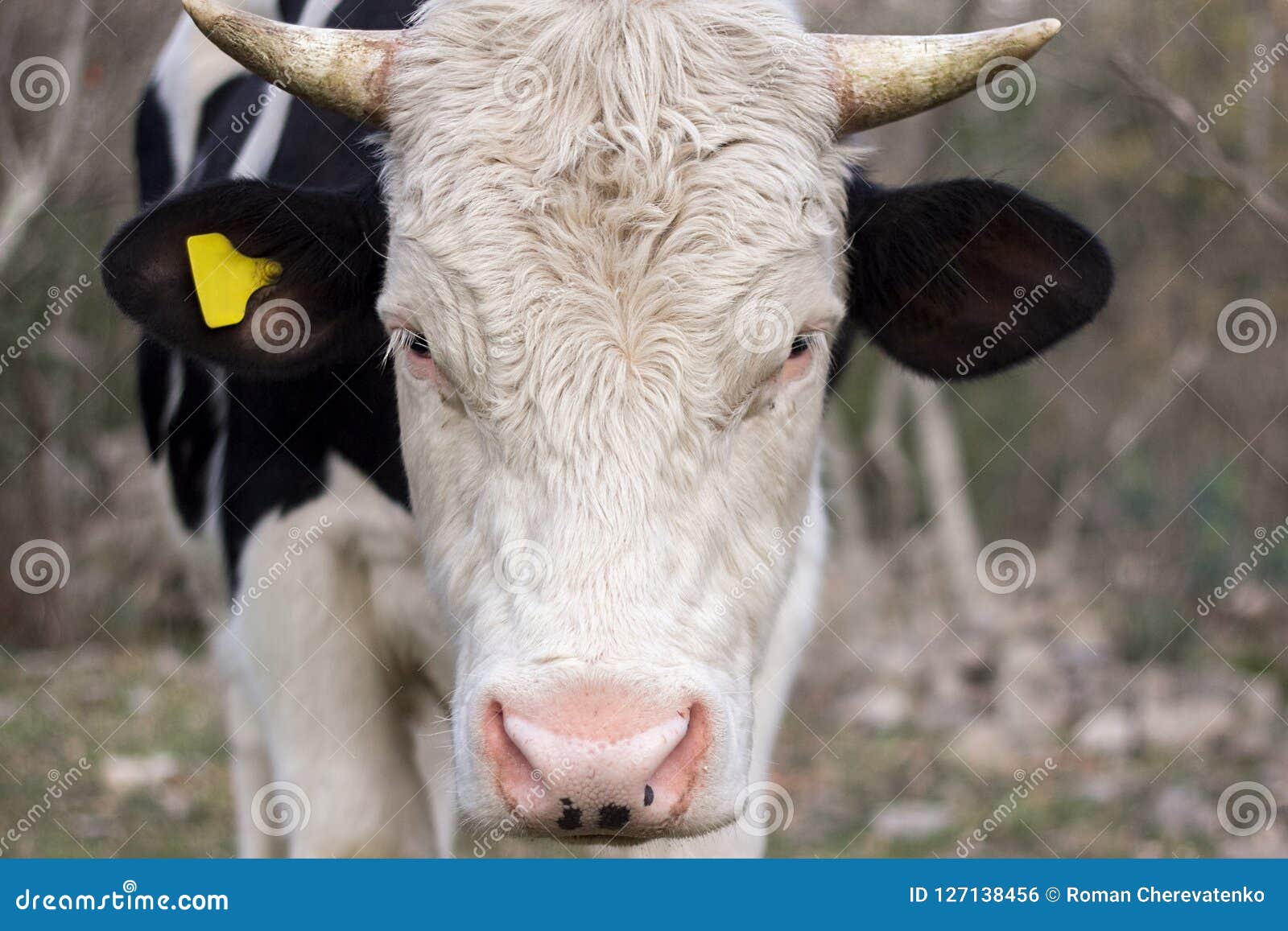 Portrait of a young bull. stock photo. Image of cute - 127138456