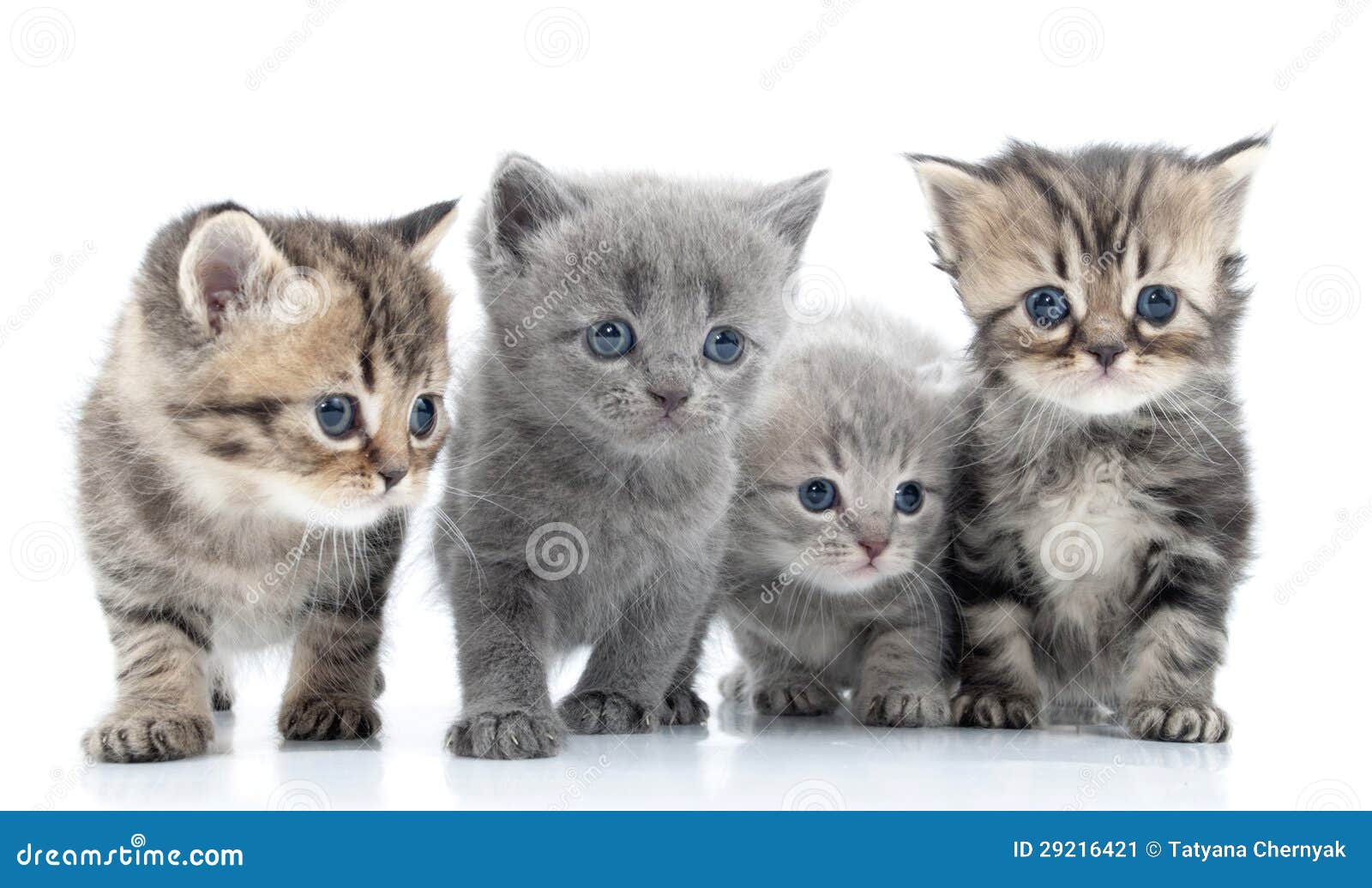 Portrait of Young Cats Group . Studio Shot. . Stock Image - Image of ...