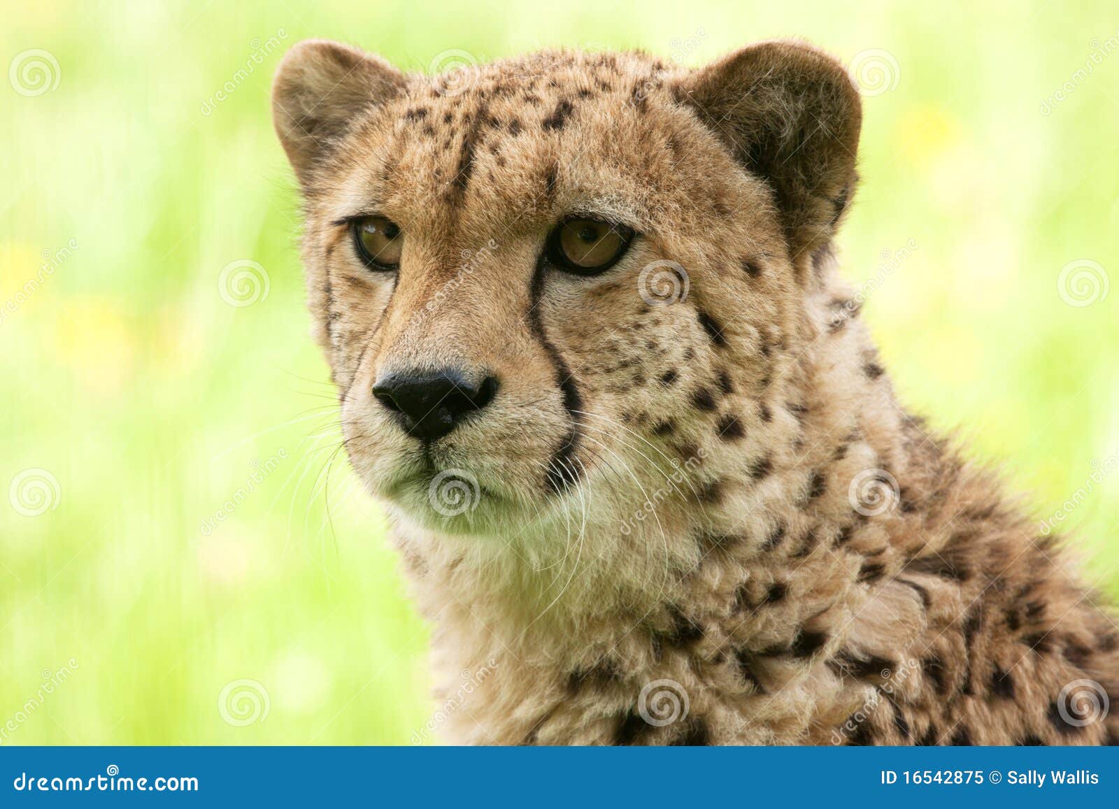 Portrait of a Young Cheetah Stock Image - Image of predator, animal ...