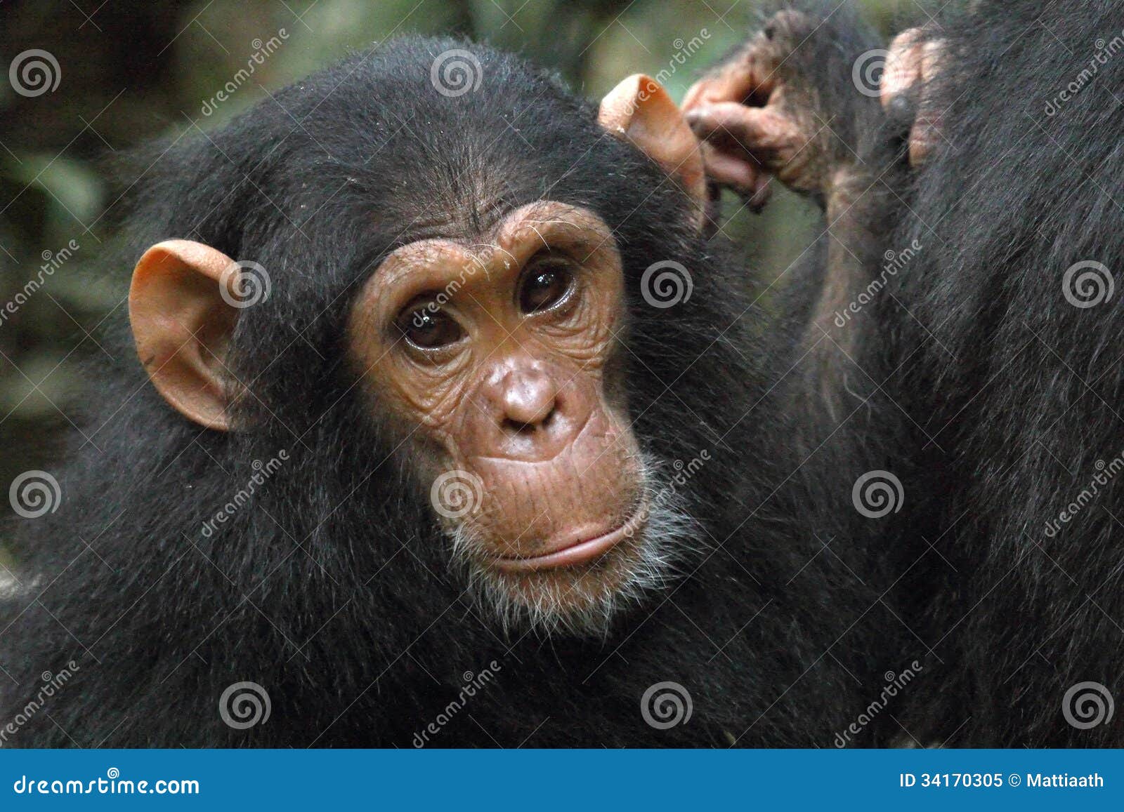 Portrait Of A Chimpanzee Mother Feeding Her Baby Stock Photography ...