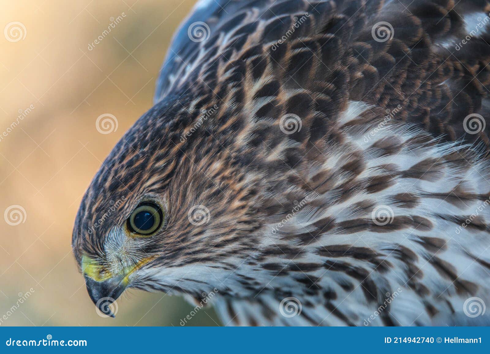 Young Coopers Hawk stock photo. Image of bird, hawk - 214942740