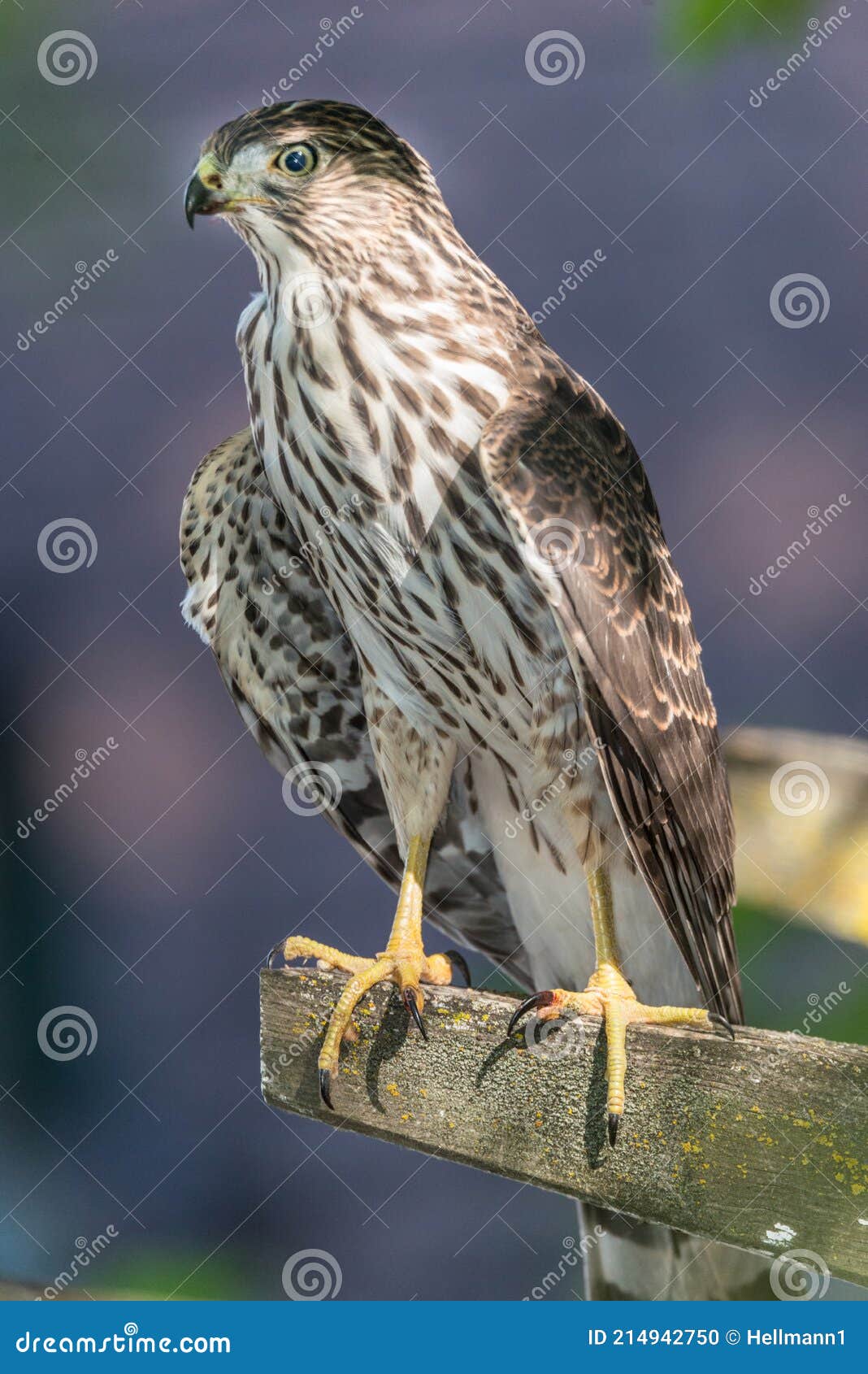 Young Coopers Hawk stock photo. Image of chest, cooper - 214942750