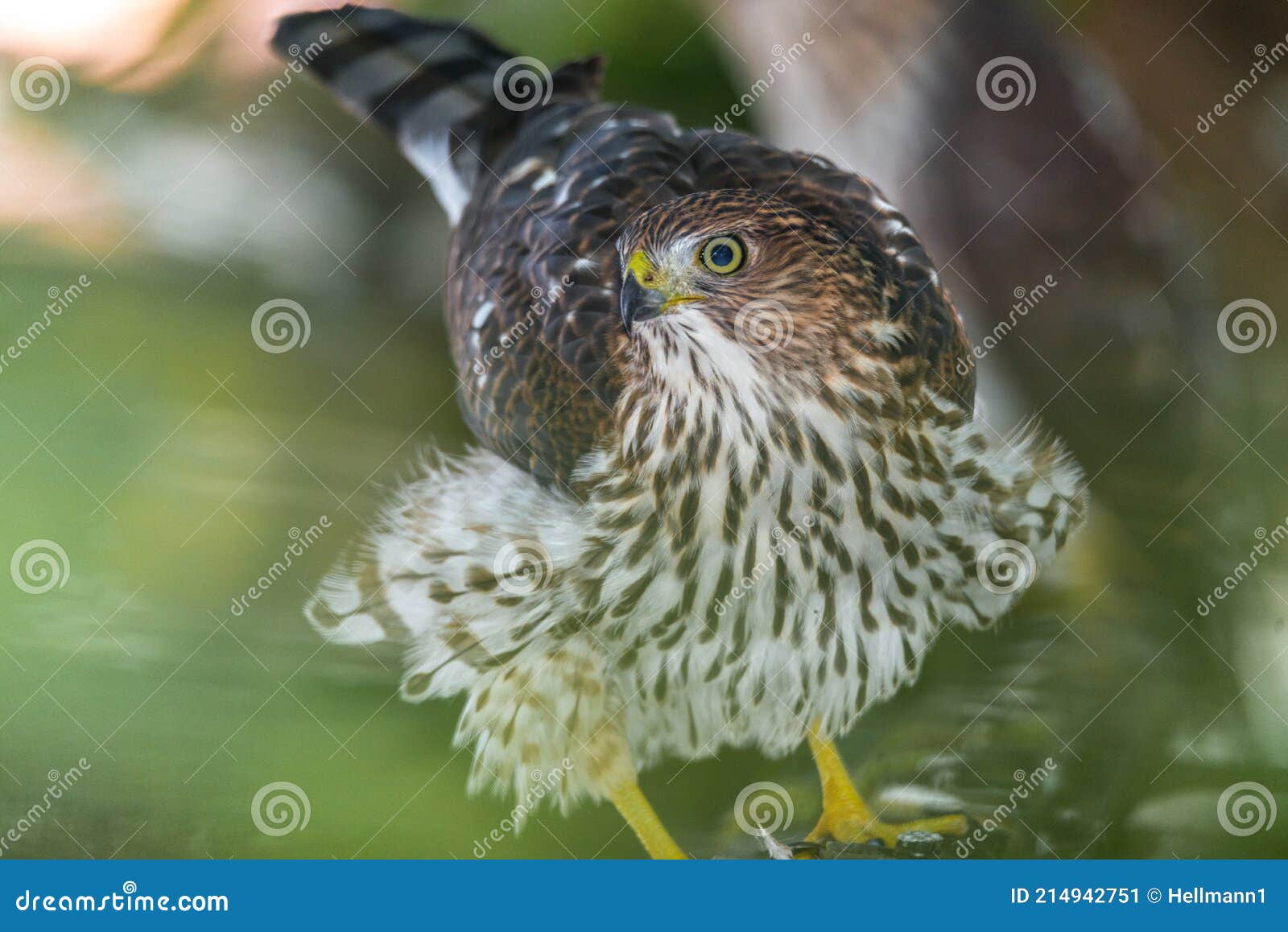 Young Coopers Hawk stock image. Image of young, wildlife - 214942751