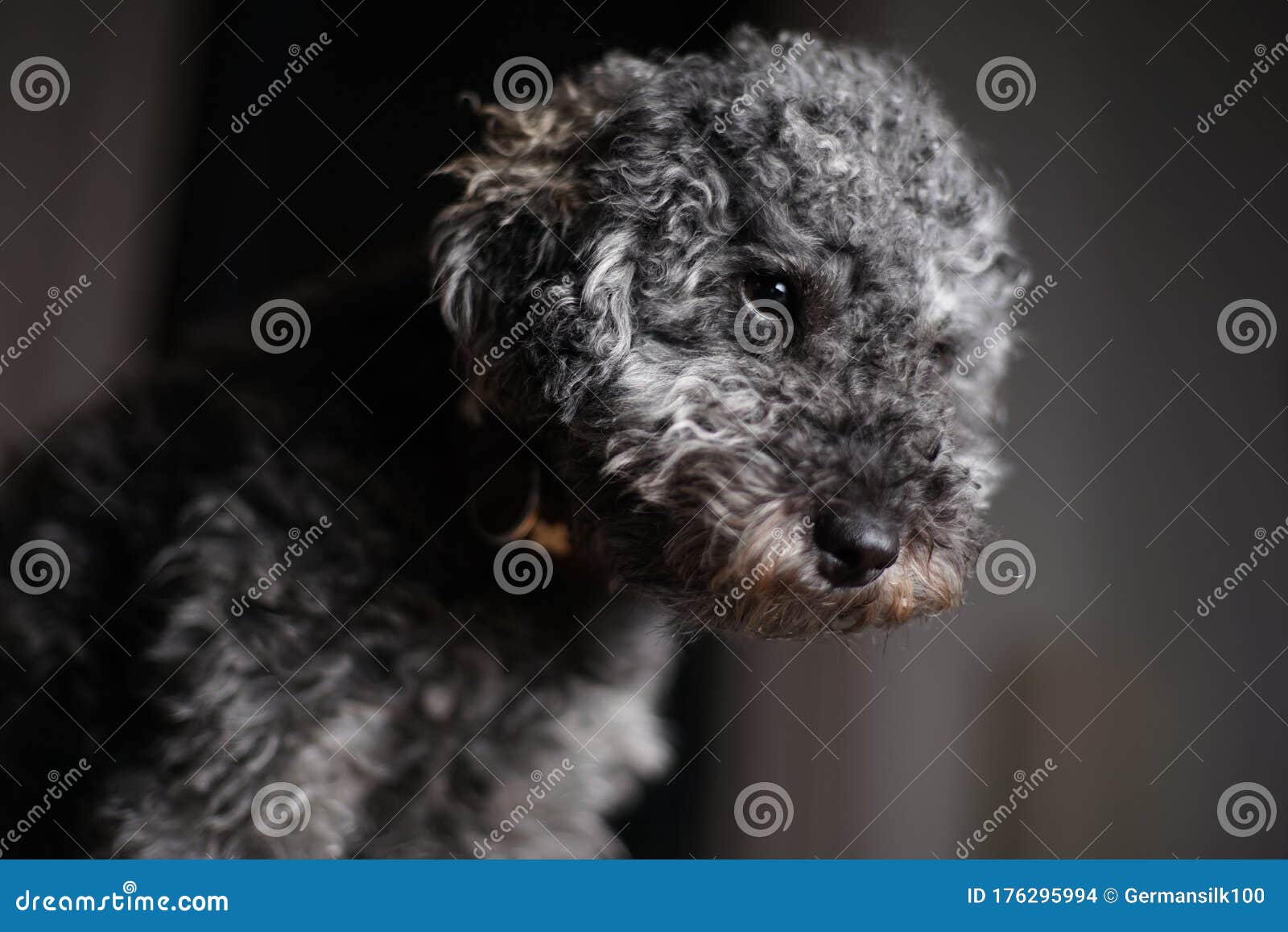 Portrait of a Young Cute Grey Dwarf Poodle Stock Photo - Image of ...