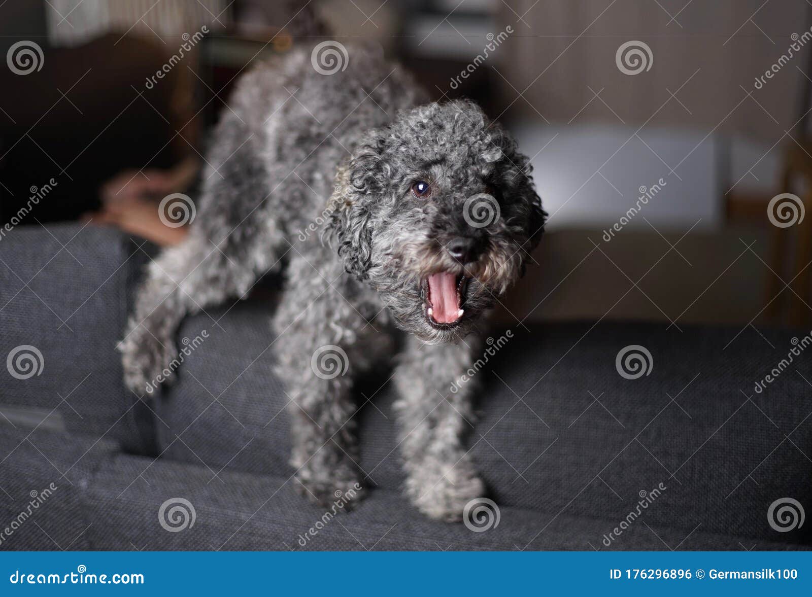 Portrait of a Young Cute Grey Dwarf Poodle Stock Photo - Image of dwarf ...