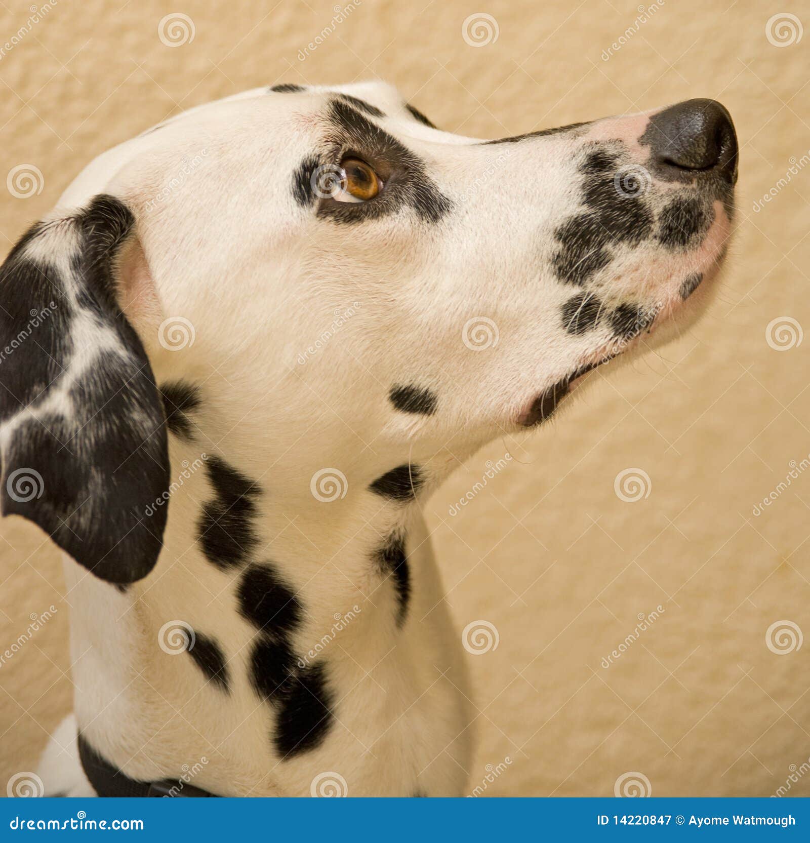Portrait of Young Dalmatian. Stock Image - Image of asking, pure: 14220847