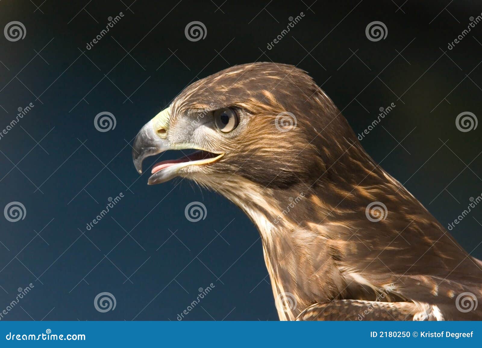 Portrait of Young Falcon Bird Stock Photo - Image of dark, animal: 2180250