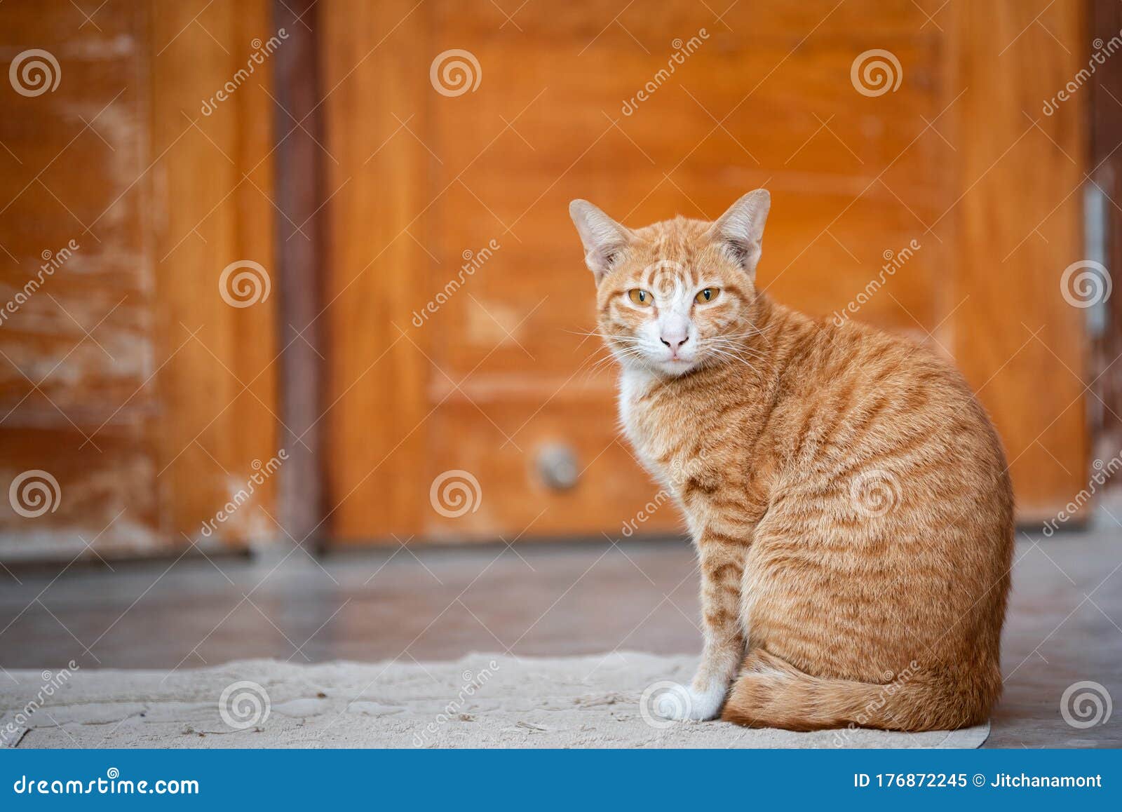 Portrait of Young Ginger Cat Stock Image - Image of mammal, kitty ...