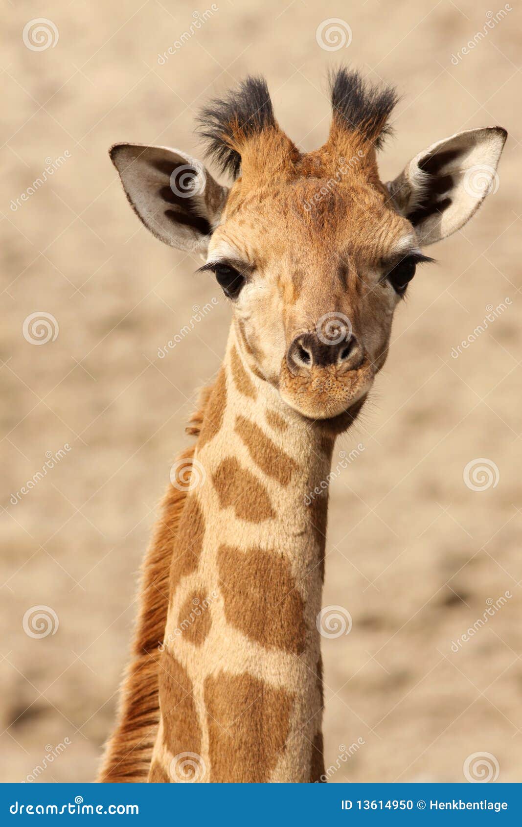 Portrait of a Young Giraffe Looking at You Stock Photo - Image of ...