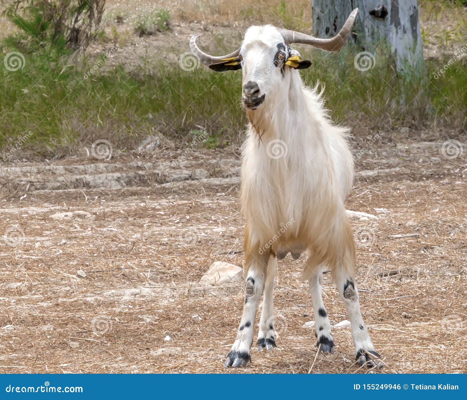 Portrait of a Young Goat Grazing on a Pasture. Front Side View Stock ...