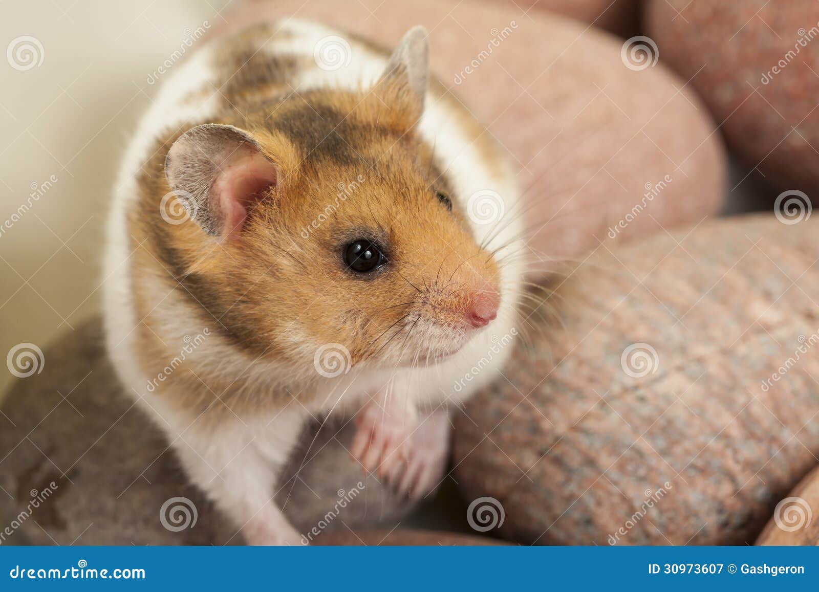 Portrait of young hamster. stock image. Image of funny - 30973607