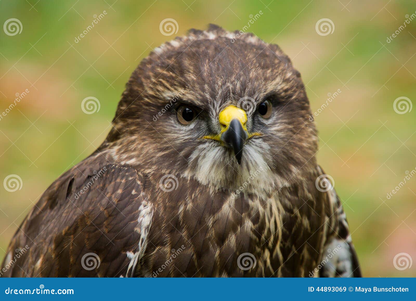 Portrait of a young hawk stock image. Image of falconry - 44893069