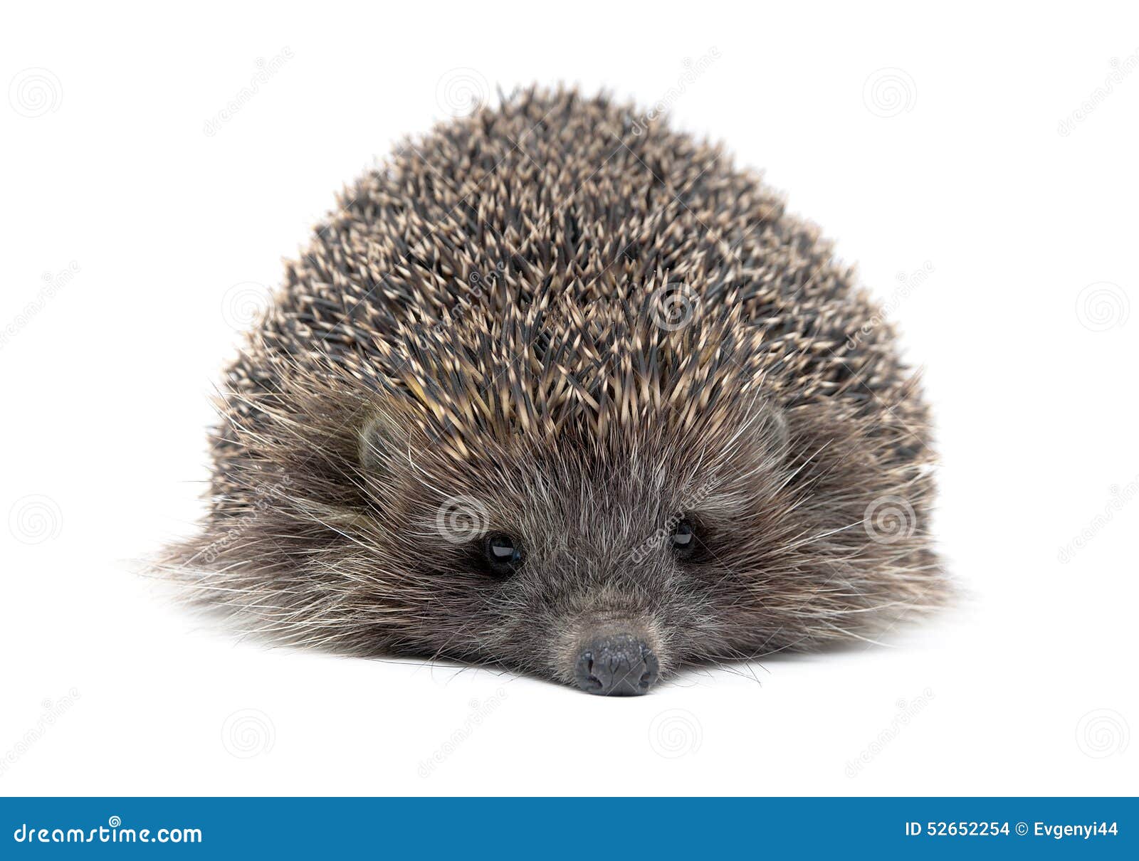 Portrait of a Young Hedgehog on White Background Stock Photo - Image of ...
