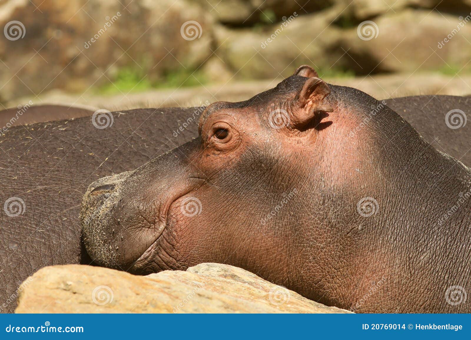 Portrait of a young hippo stock photo. Image of pachyderm - 20769014
