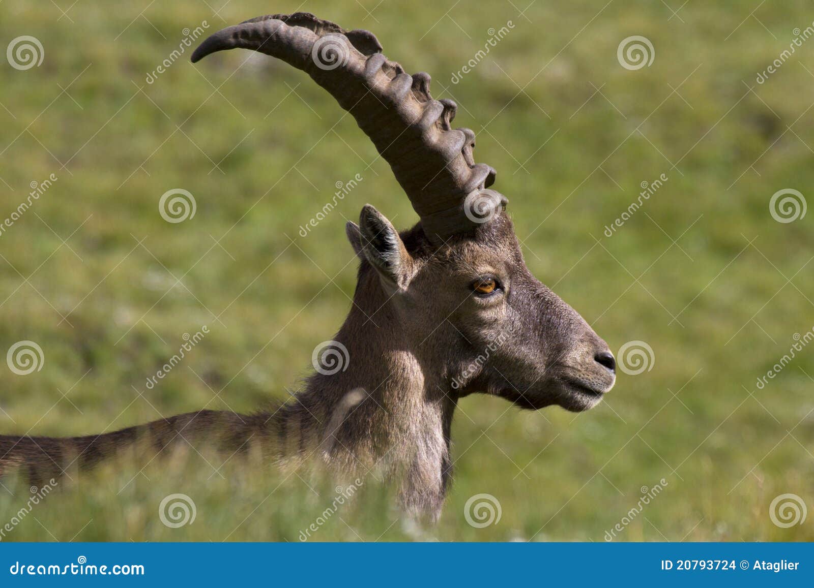 Portrait of Young Ibex in the Alps Stock Photo - Image of nature ...