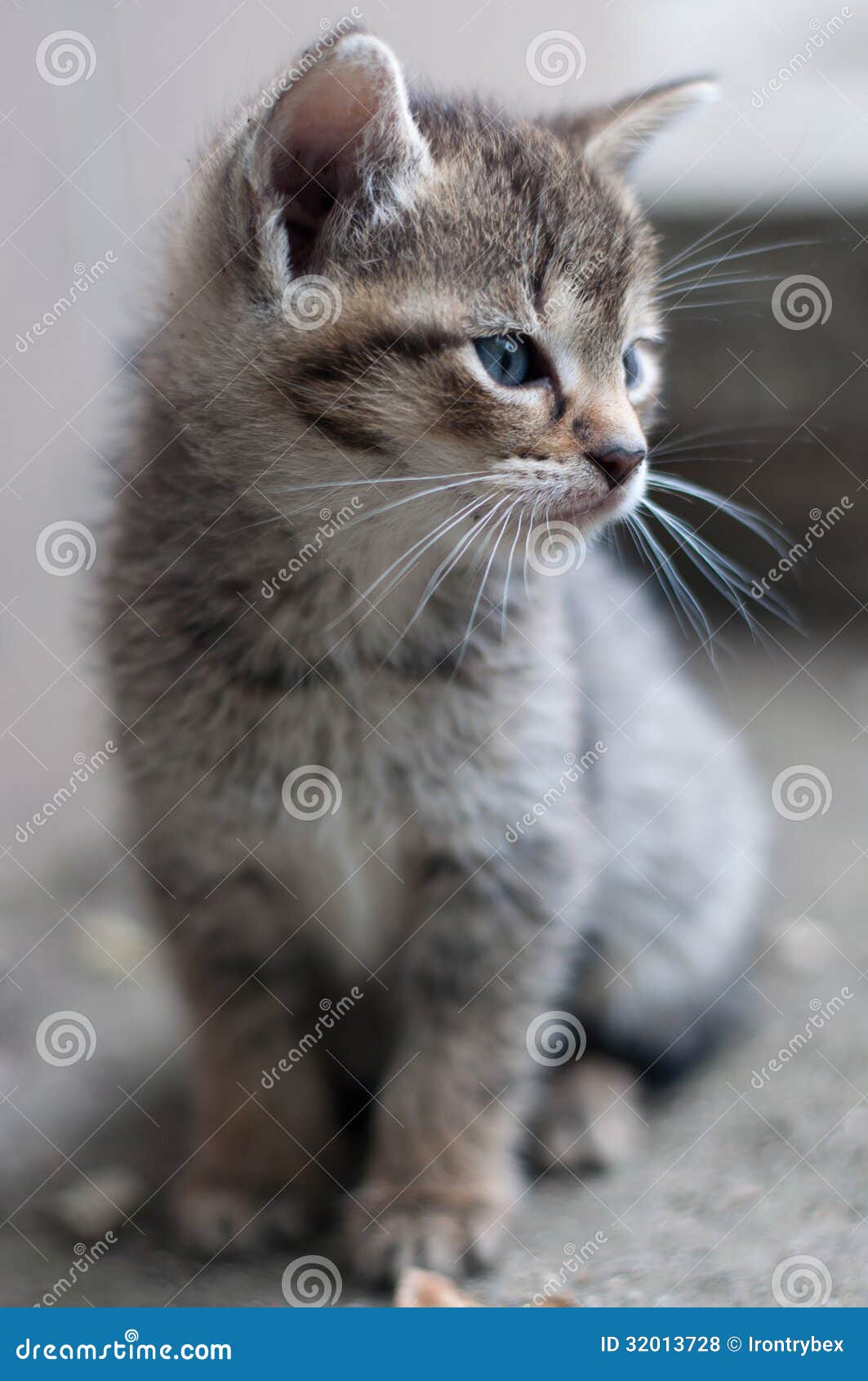 Portrait of young kitty stock photo. Image of comfortable - 32013728