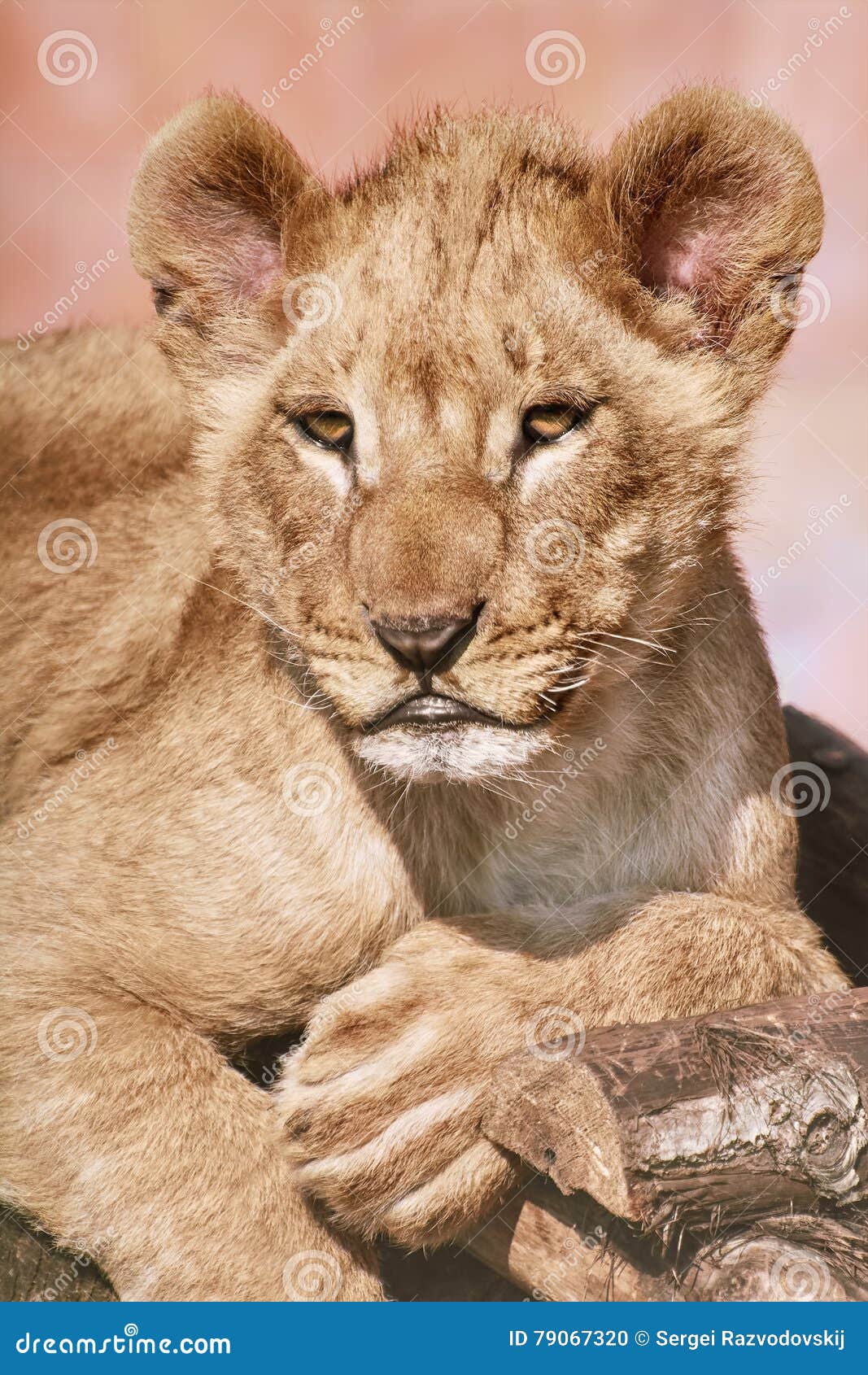 Portrait of Young Lion stock photo. Image of lying, panthera - 79067320