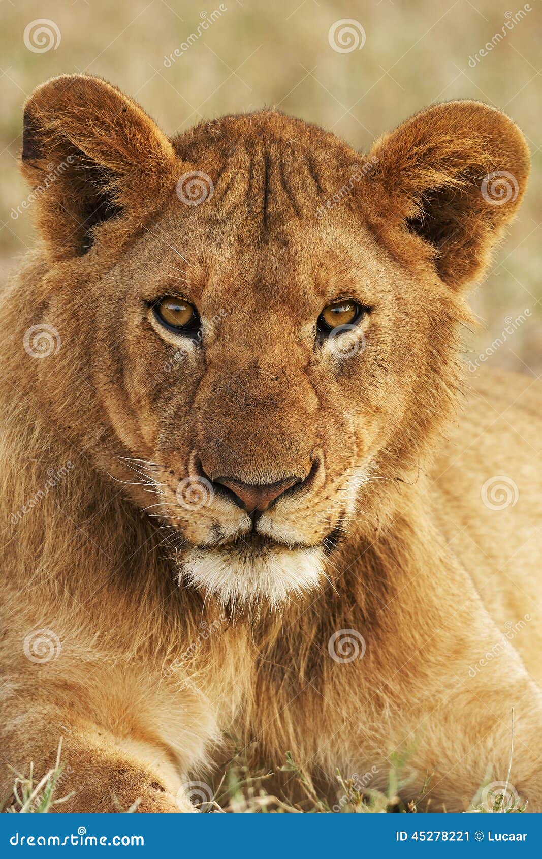 Portrait of a Young Lion Vertically Stock Image - Image of endangered ...
