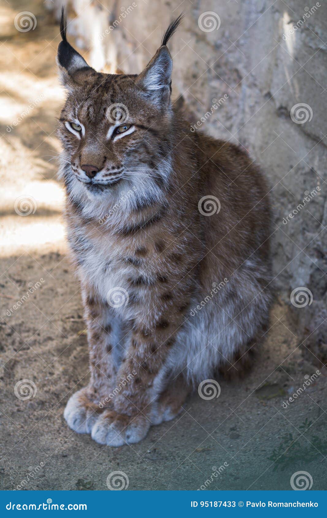 Portrait of a Young Lynx at the Zoo Stock Image - Image of safari ...