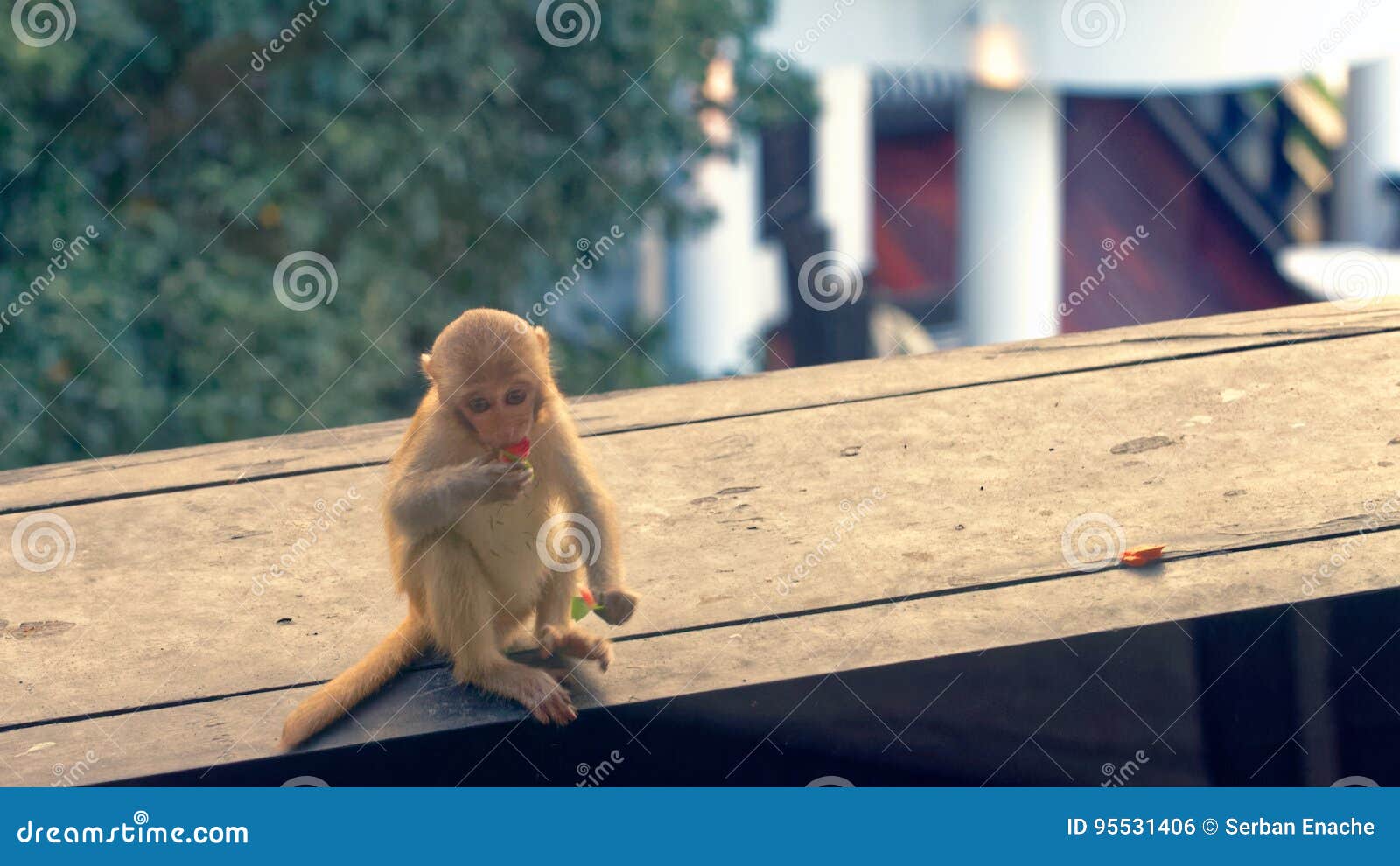 Young macaque monkey stock photo. Image of rail, macaque - 95531406