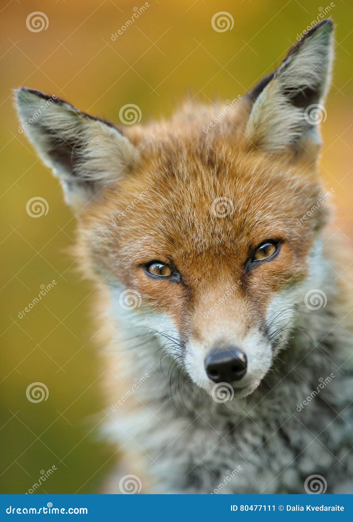 Portrait of a Young Male Red Fox Stock Image - Image of stare, nature ...