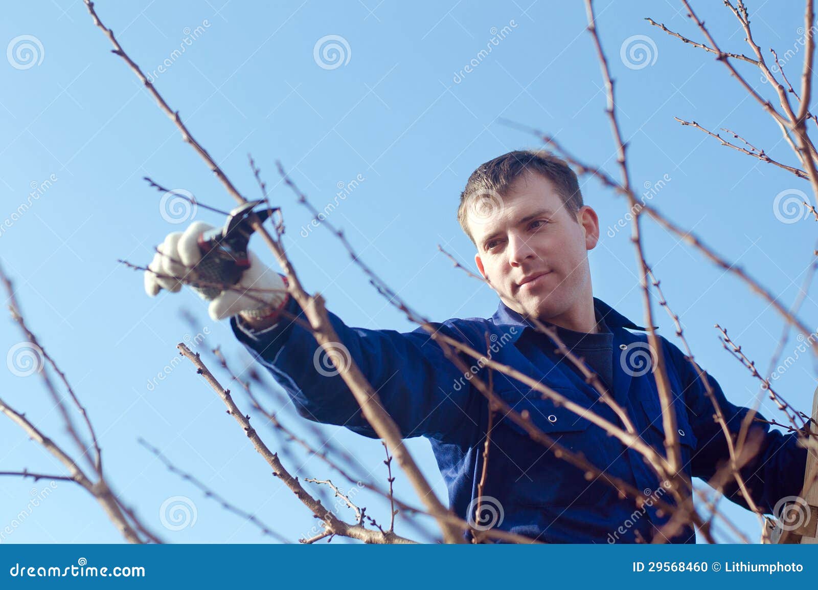 Portrait of Young Man Pruning Brunches Stock Photo - Image of season ...