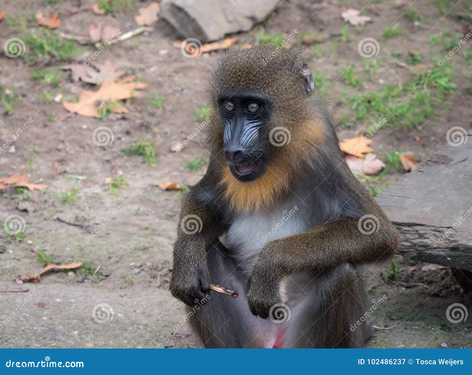 Mandrill- Young Alpha Male Stock Photo | CartoonDealer.com #1419006