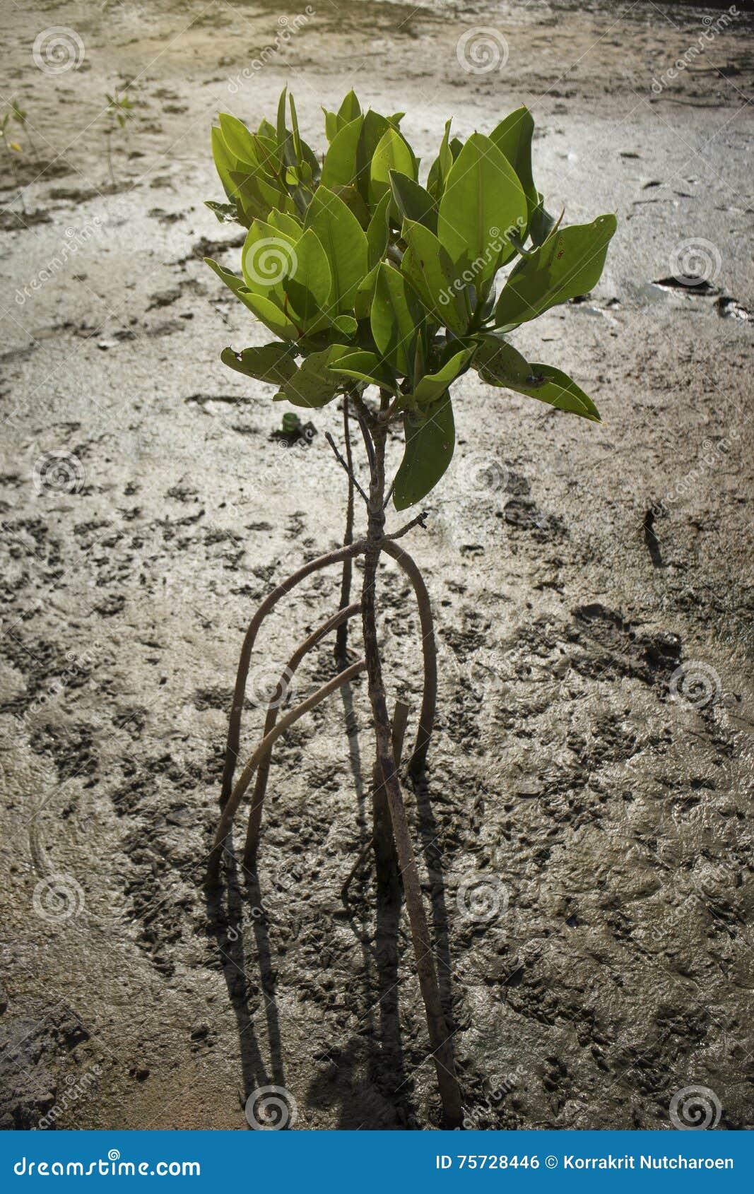 Portrait of a Young Mangrove Tree on a Mud Field,selective Focus ...