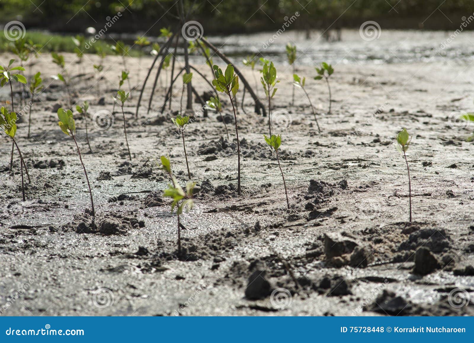 Portrait of a Young Mangrove Tree on a Mud Field,selective Focus ...